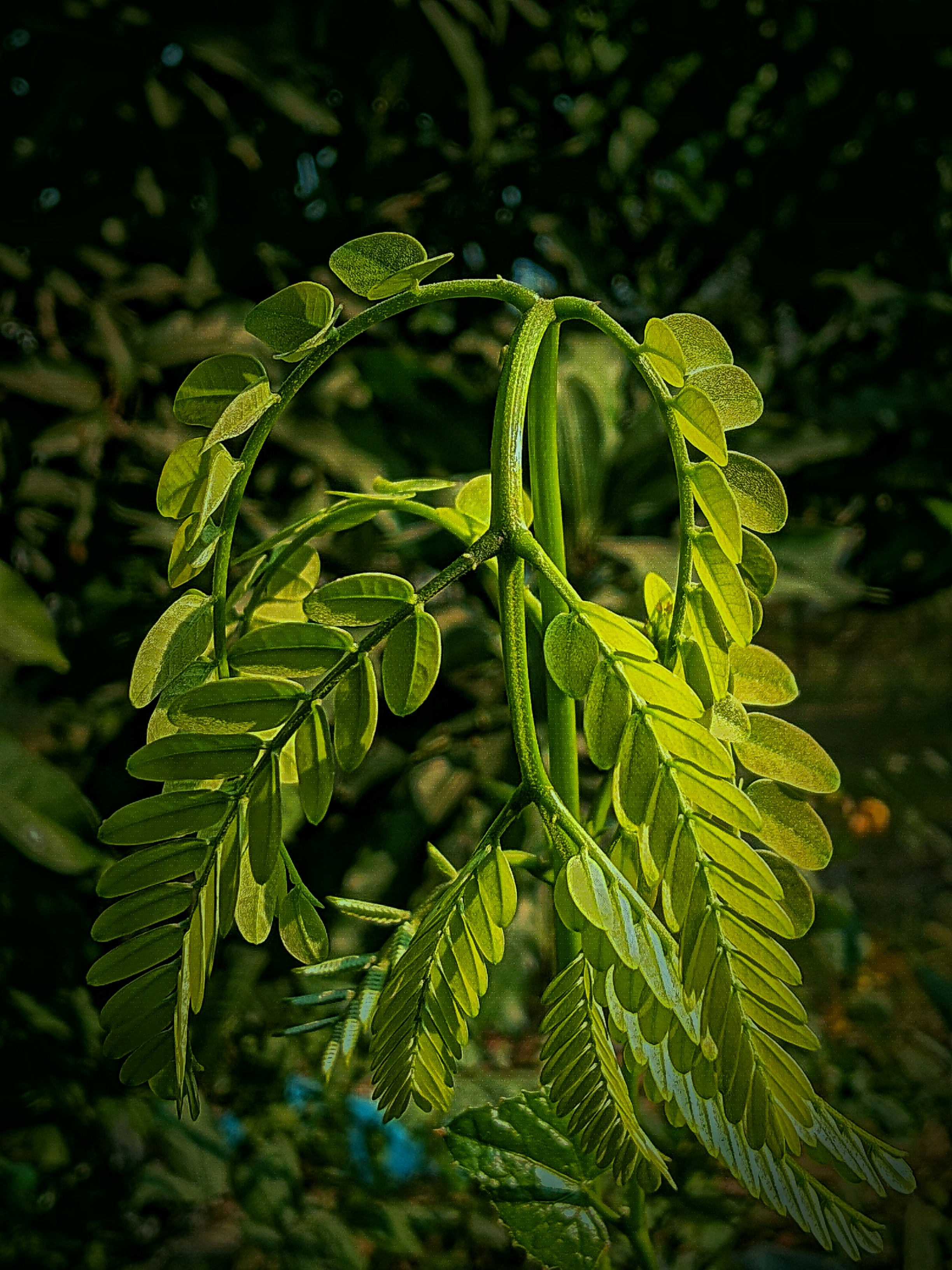 Close-up of vibrant green pinnate leaves curling along a central stem, with a dark, blurred background.