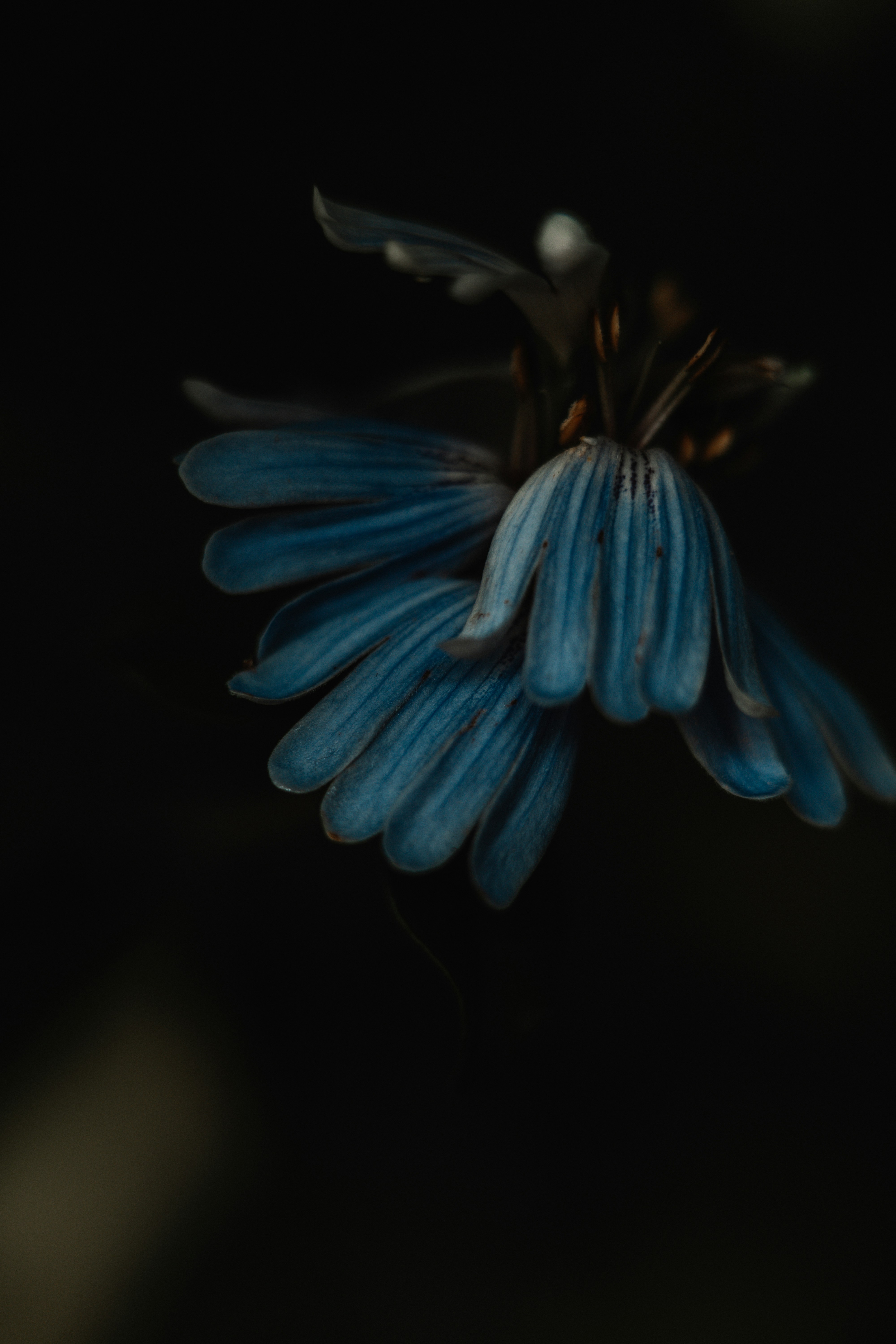 Azure Petal Arc in the Dark: a Macro Portrait of a Night Bloom
