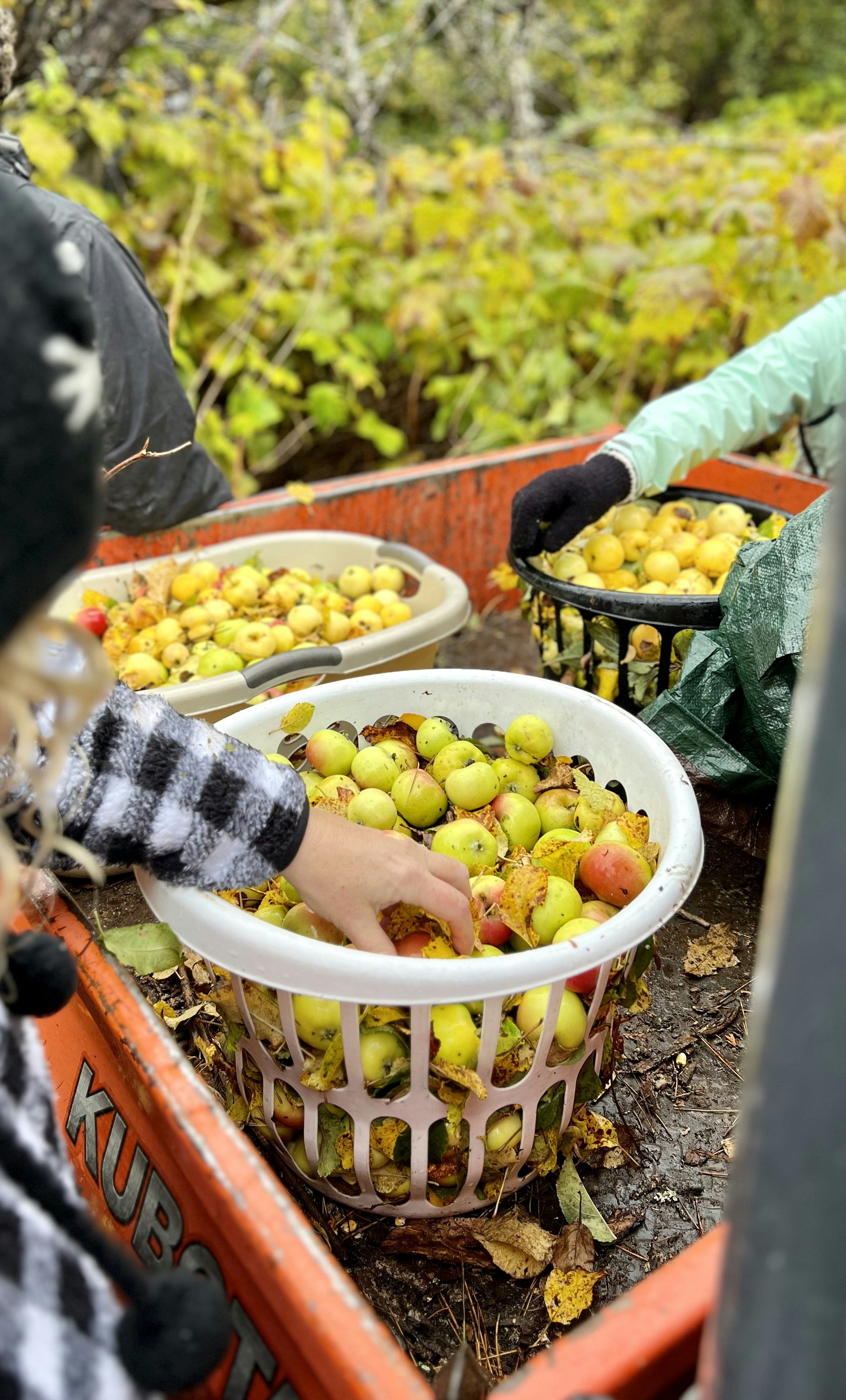 Basket of Golden Harvest: Hands Sorting Apples in a Farm Bounty
