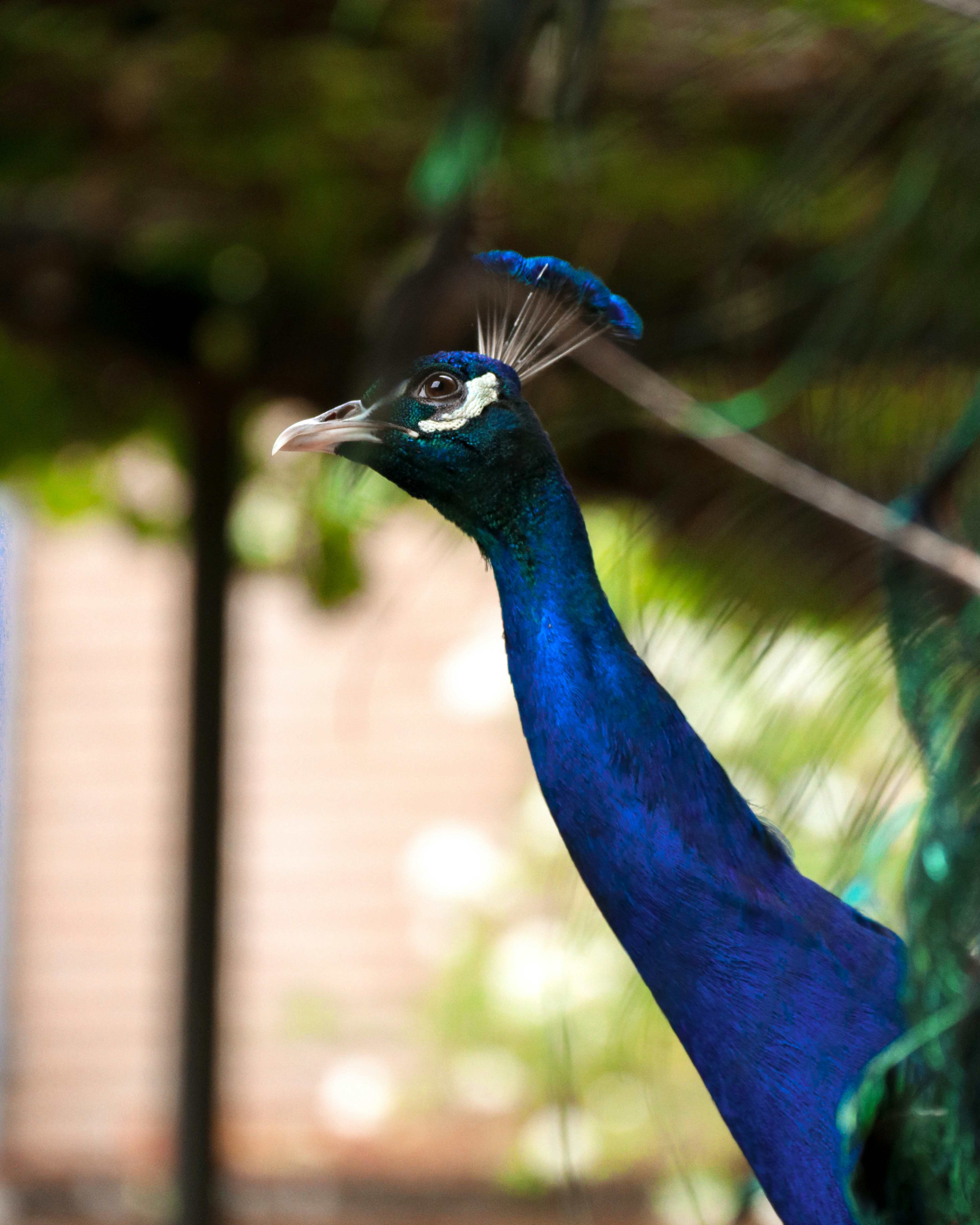 Azure Crown in Quiet Focus: Portrait of a peacock against a garden blur