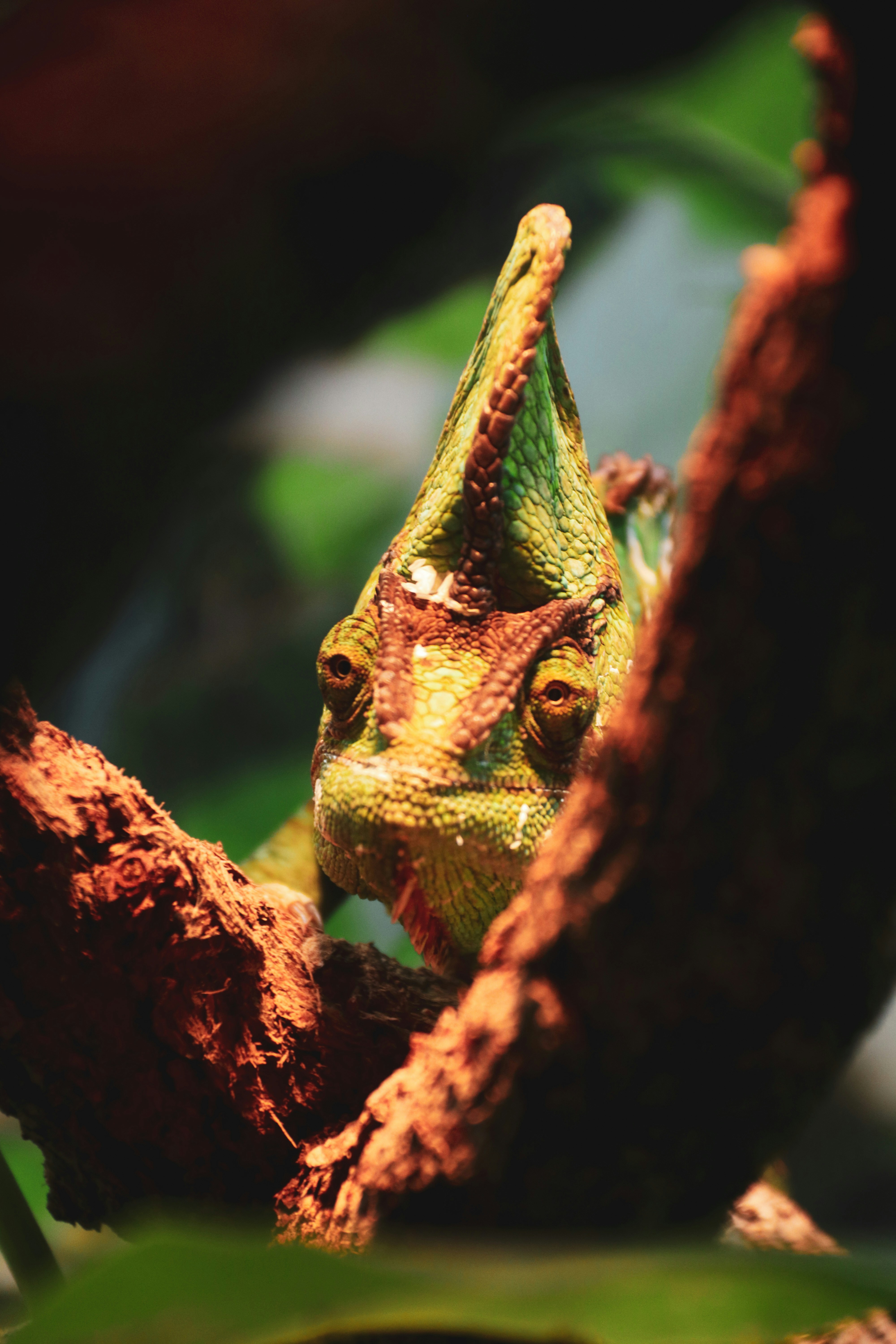 Emerald Gaze Through Cracked Bark: A Chameleon Peeks Out
