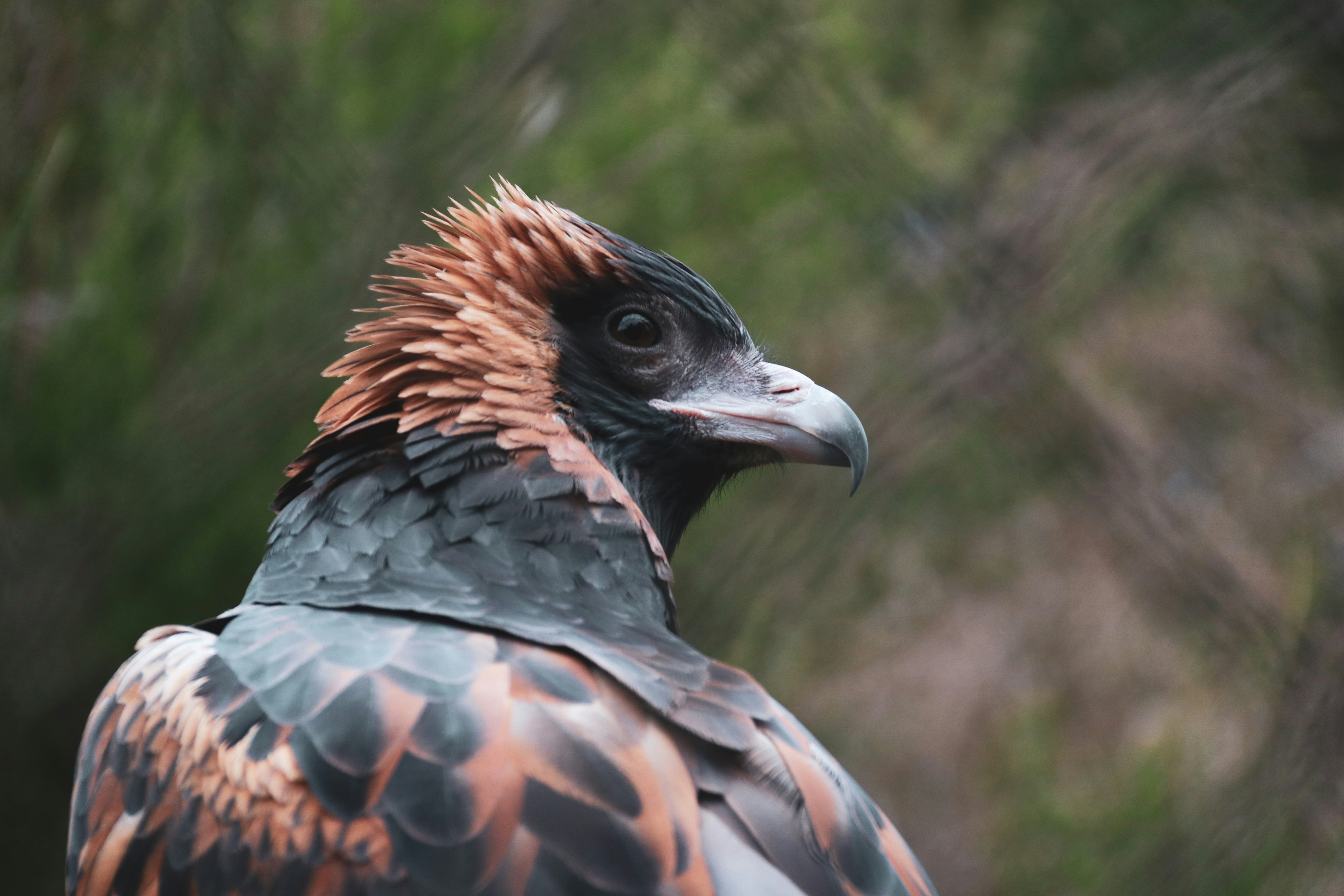 a bird with a long beak
