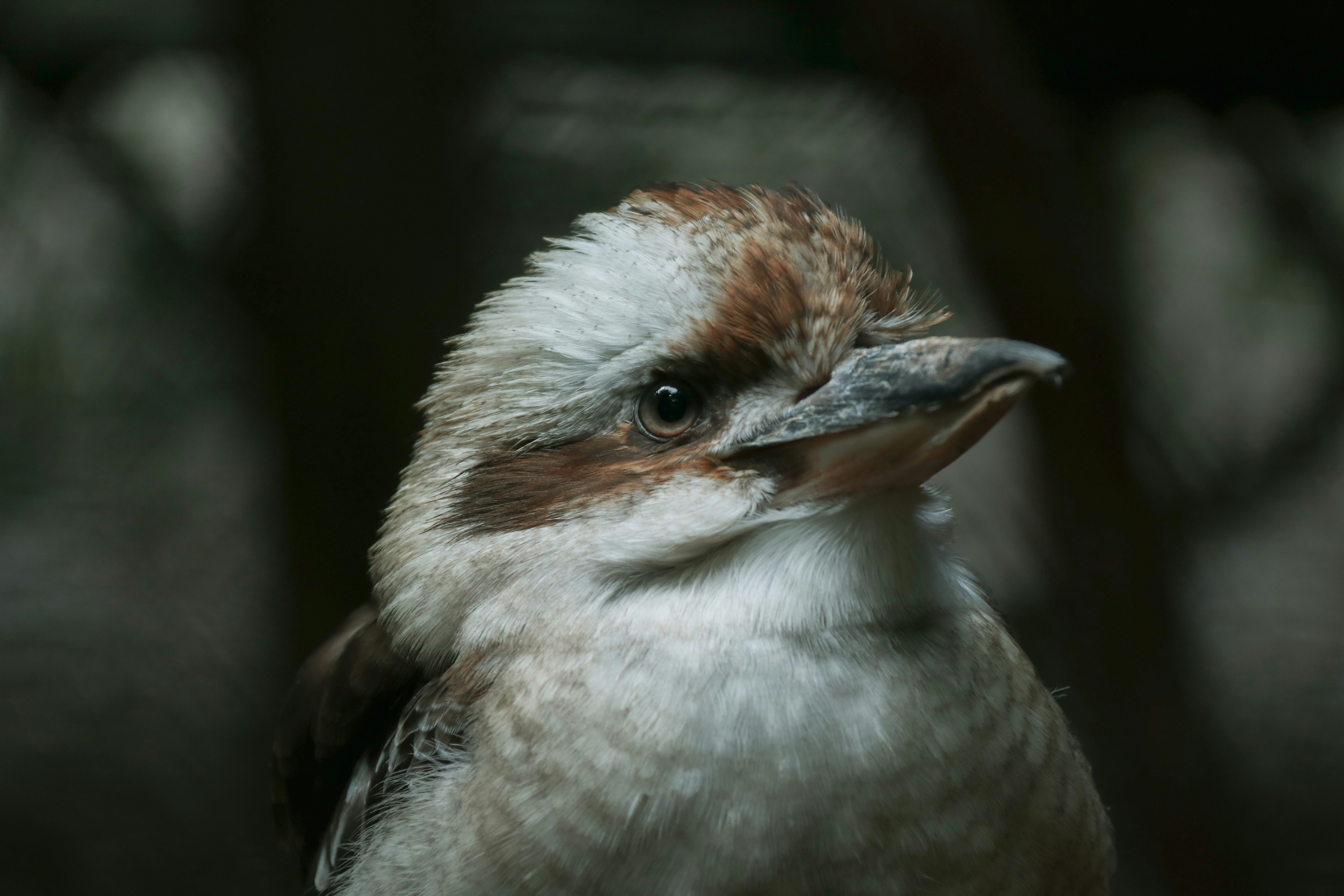 Portrait of a Kookaburra