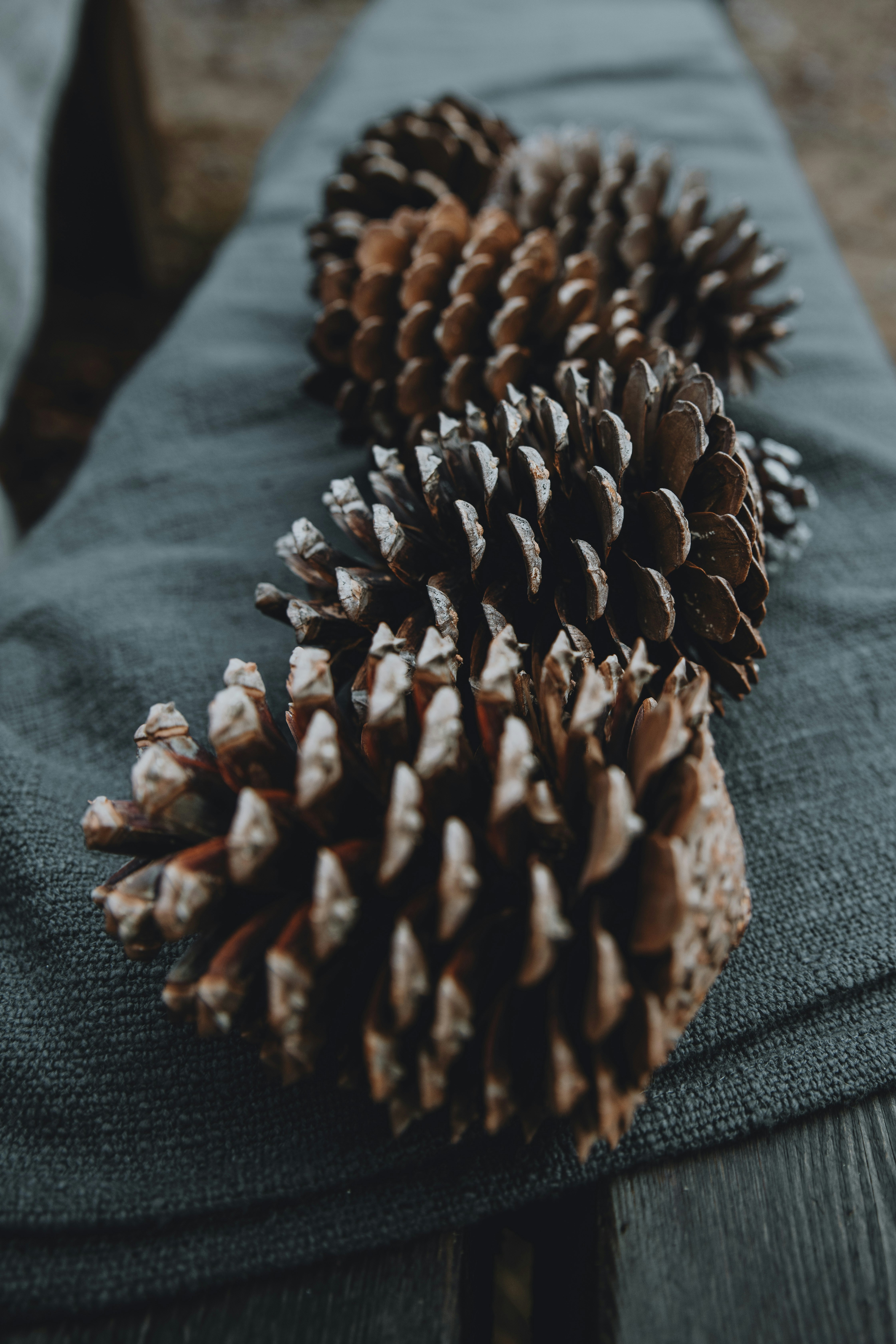 A pile of pine cones photo – Free Tree Image on Unsplash