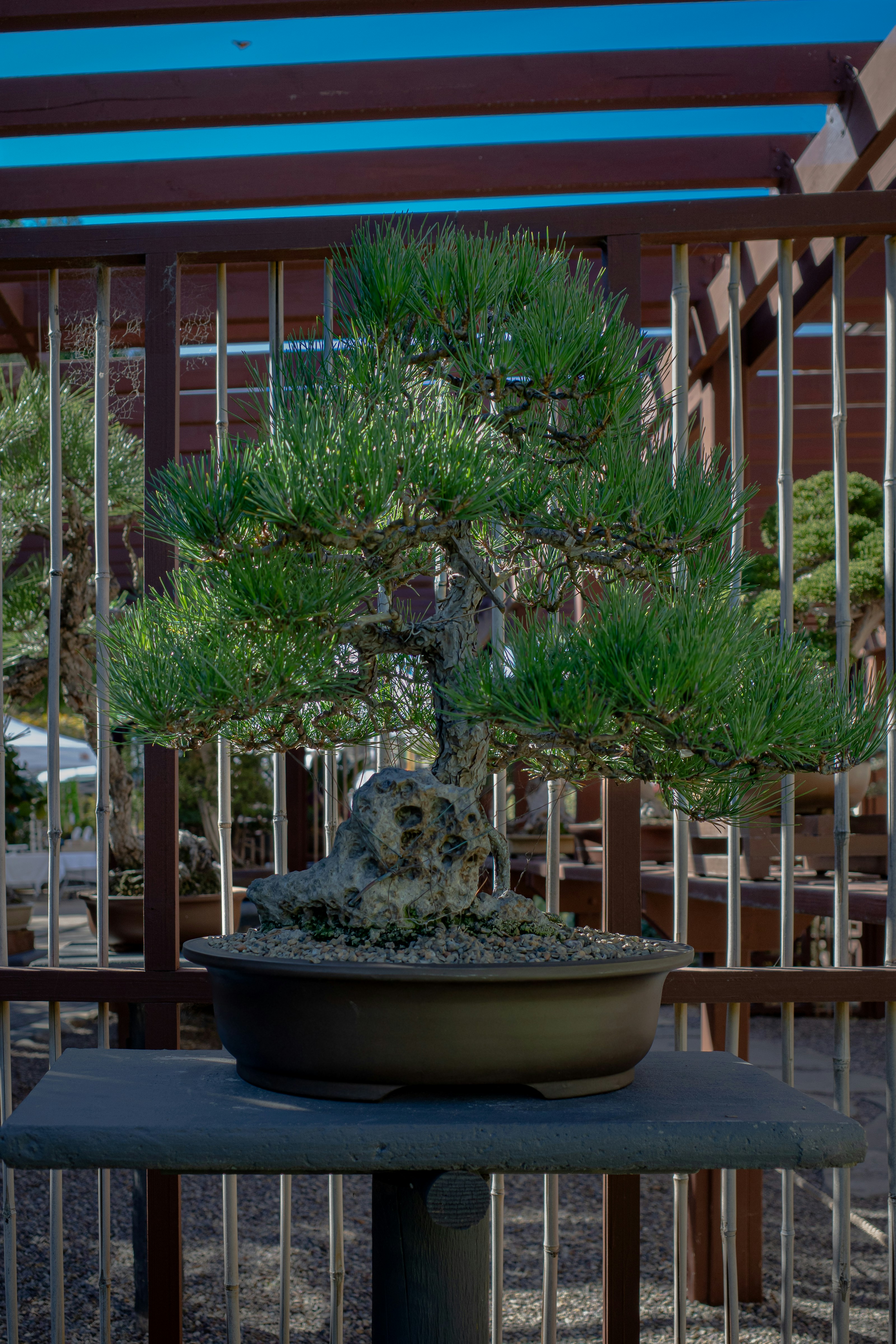 Whispers of Nature: The Bonsai's Resilience