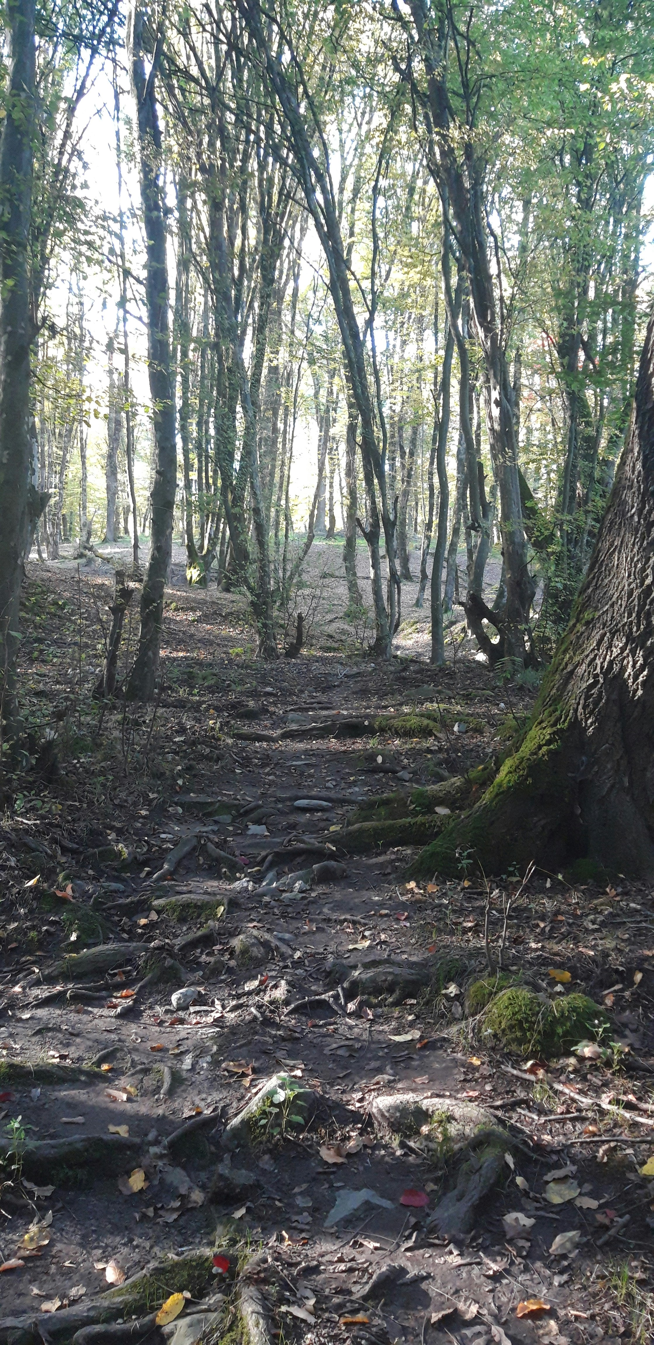 Winding forest trail surrounded by tall trees and dappled sunlight filtering through leaves.