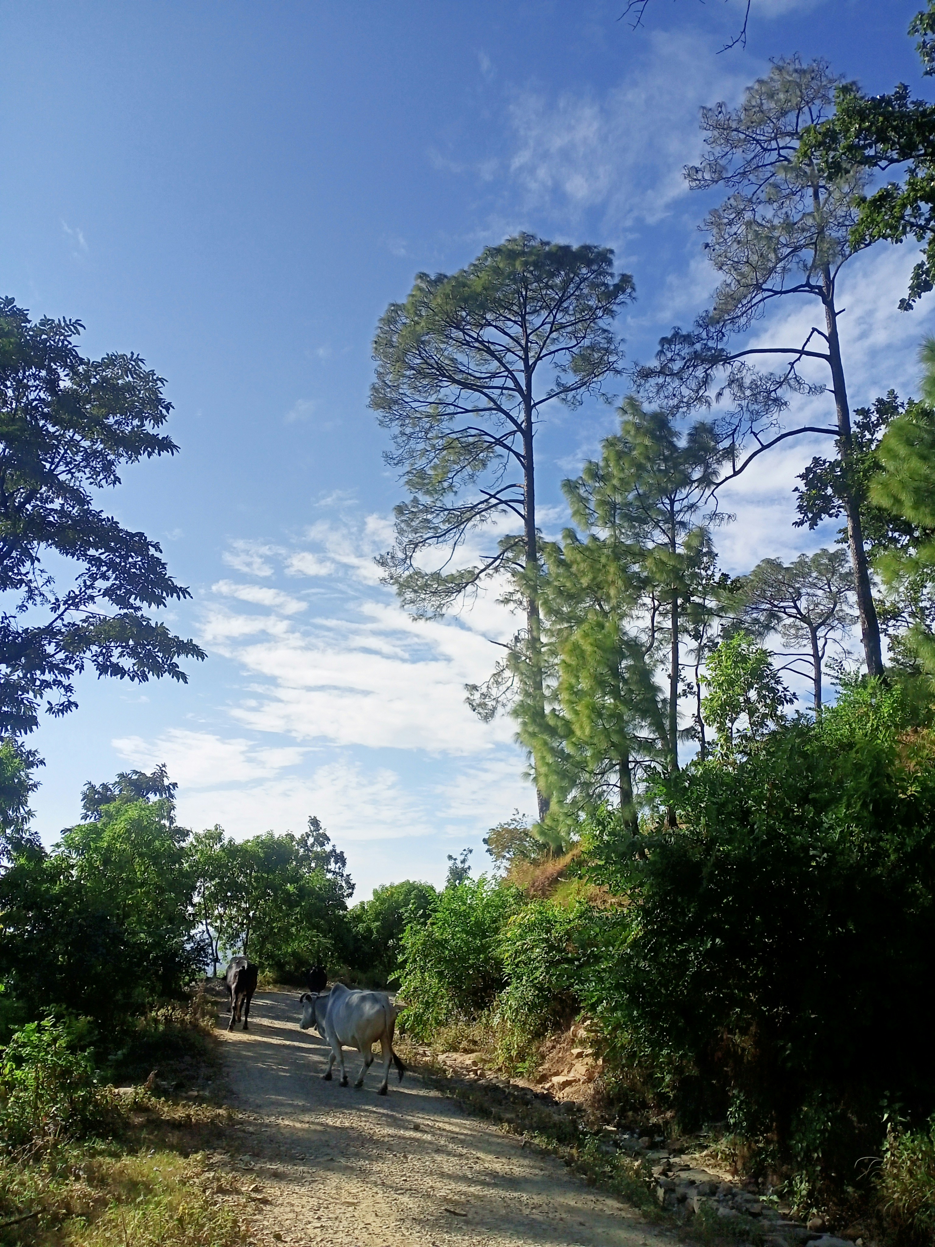 Dirt forest path lined with tall pines, with a small herd of cattle strolling toward the distance under a bright blue sky.