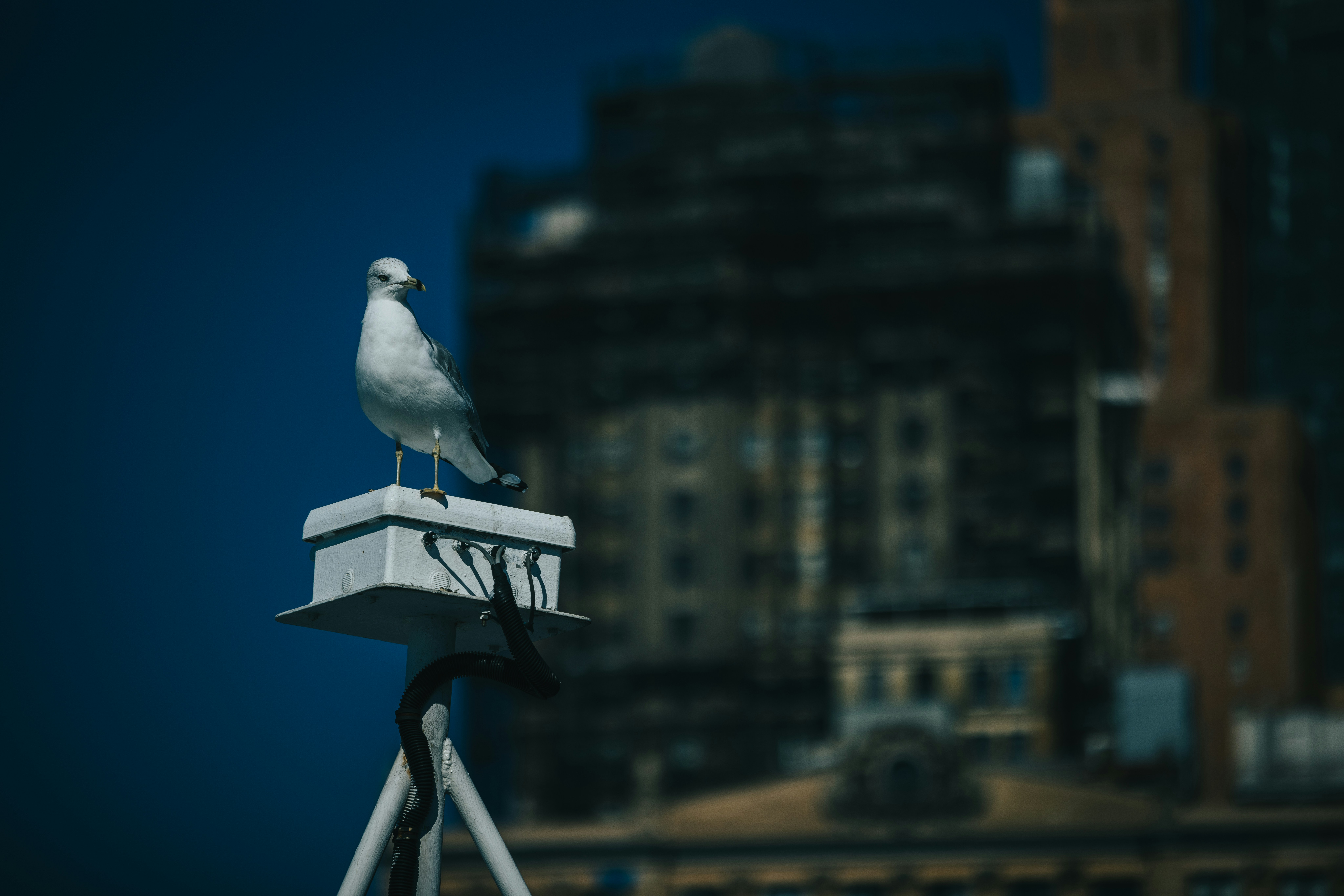 a bird sitting on a light post