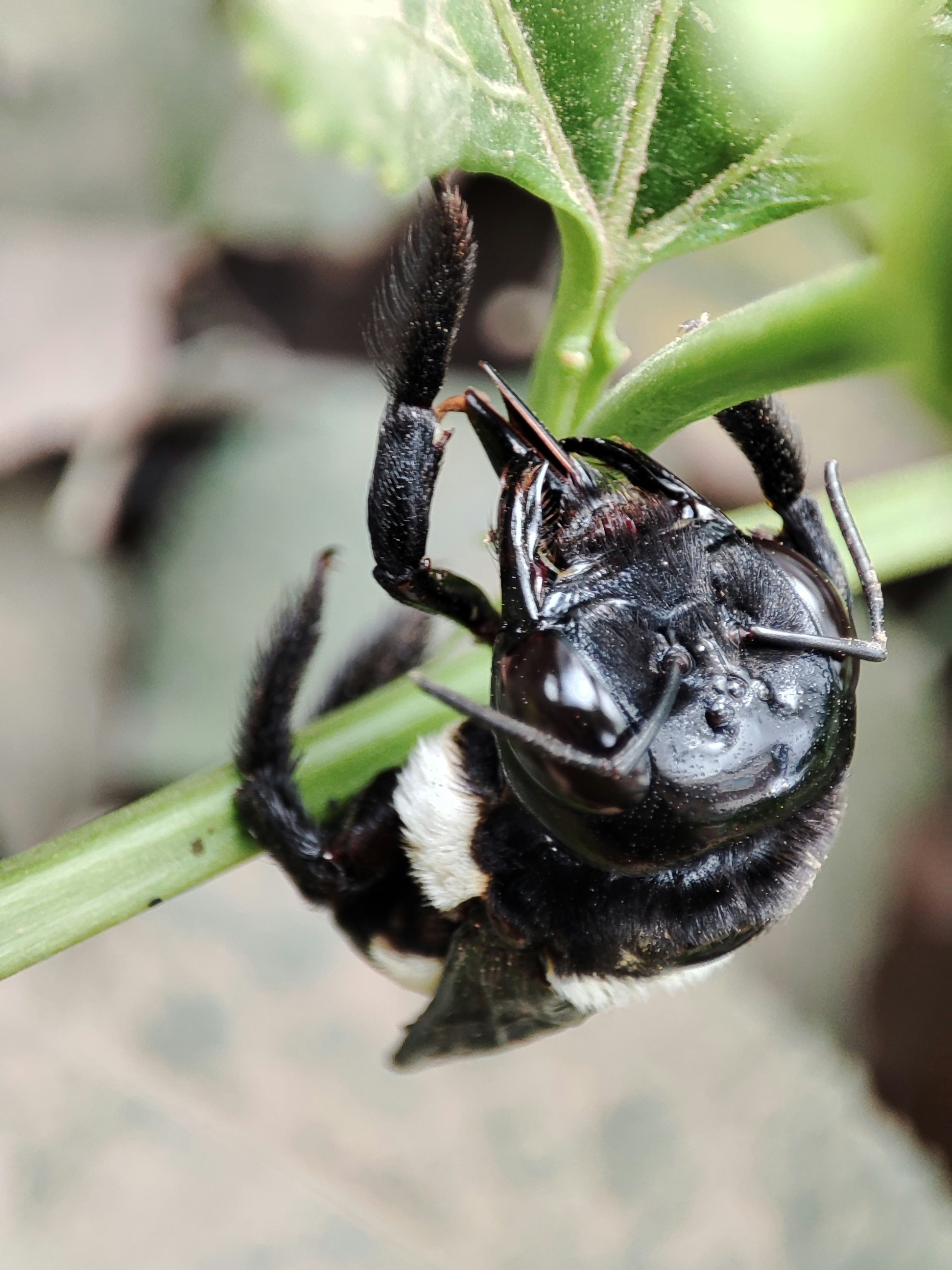 On the Verge of Flight: Macro Portrait of a Carpenter Bee on a Leaf
