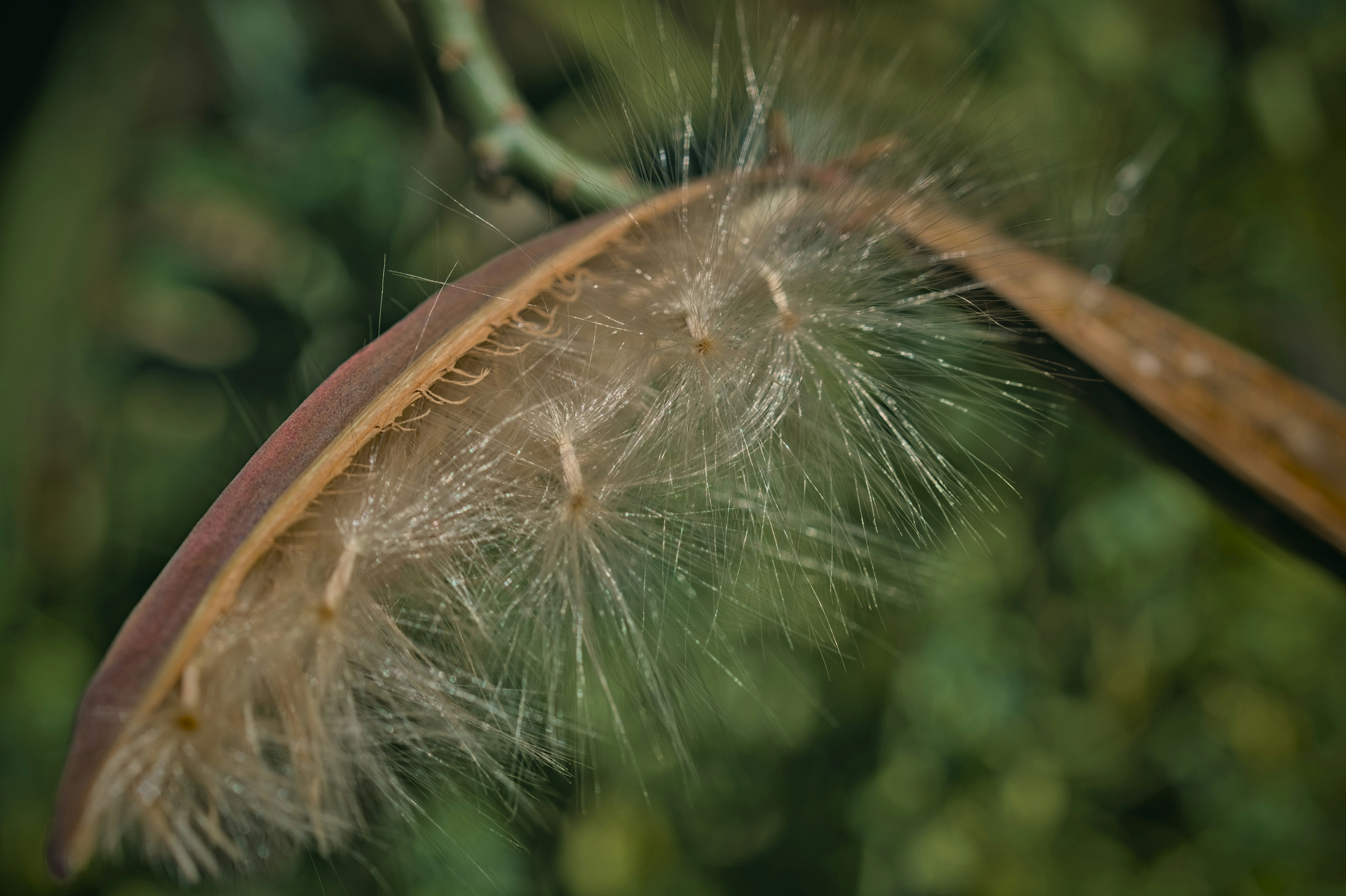 Curved Silk: Macro Moment with a Dried Seed Pod
