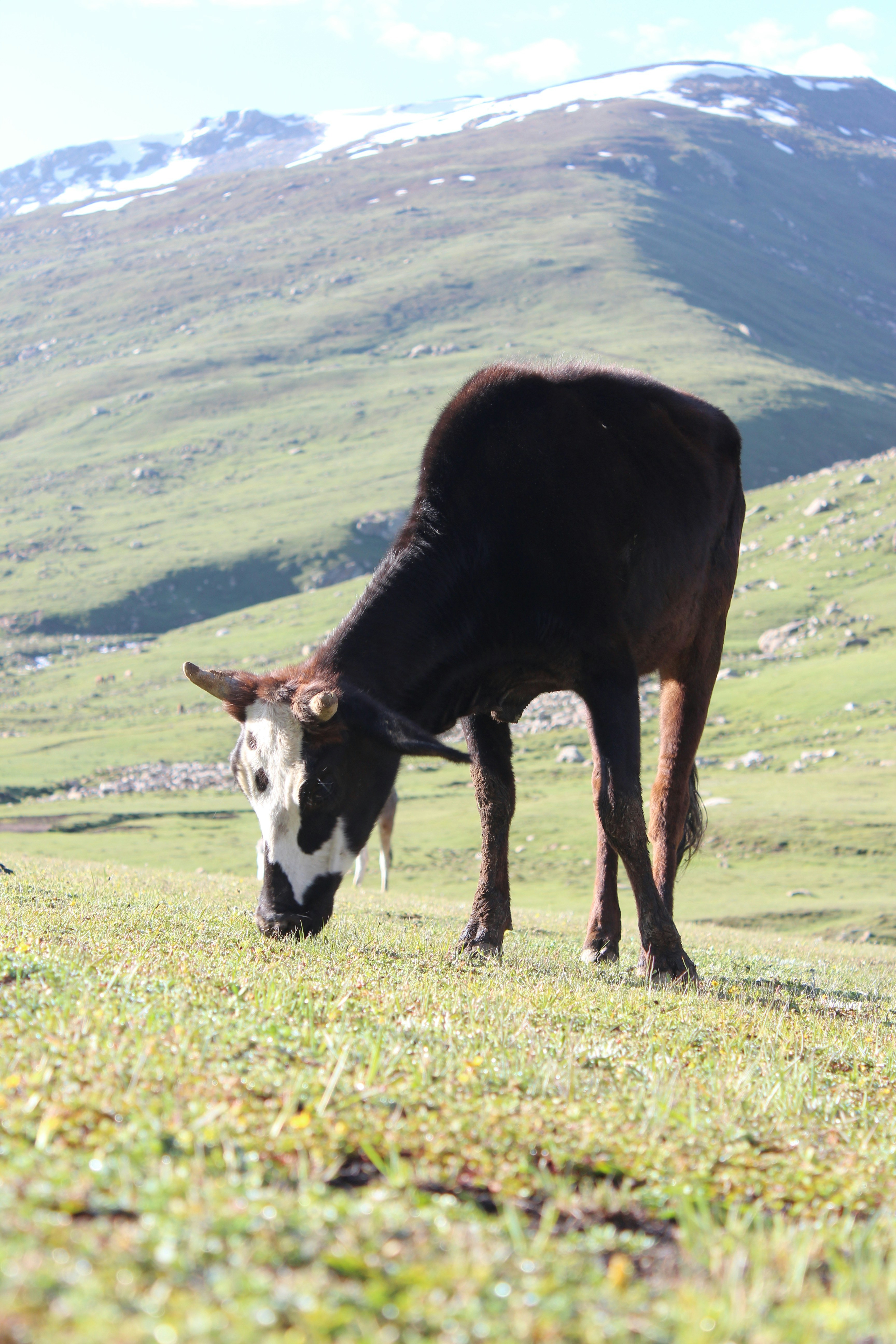 Grazing in the Highlands: A Cow Beneath Snow-Topped Peaks