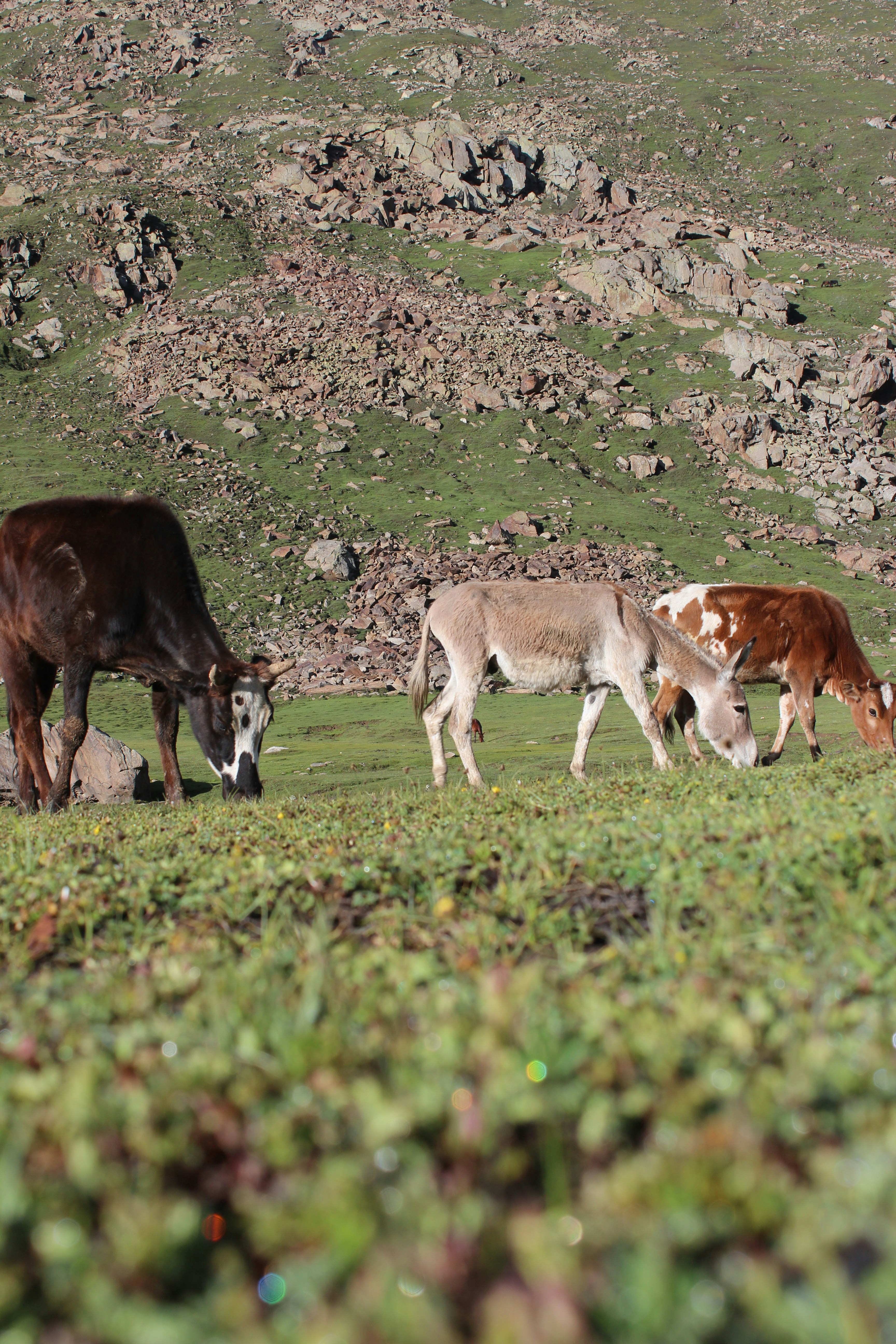 Horses Grazing at the Foot of a Granite Ridge