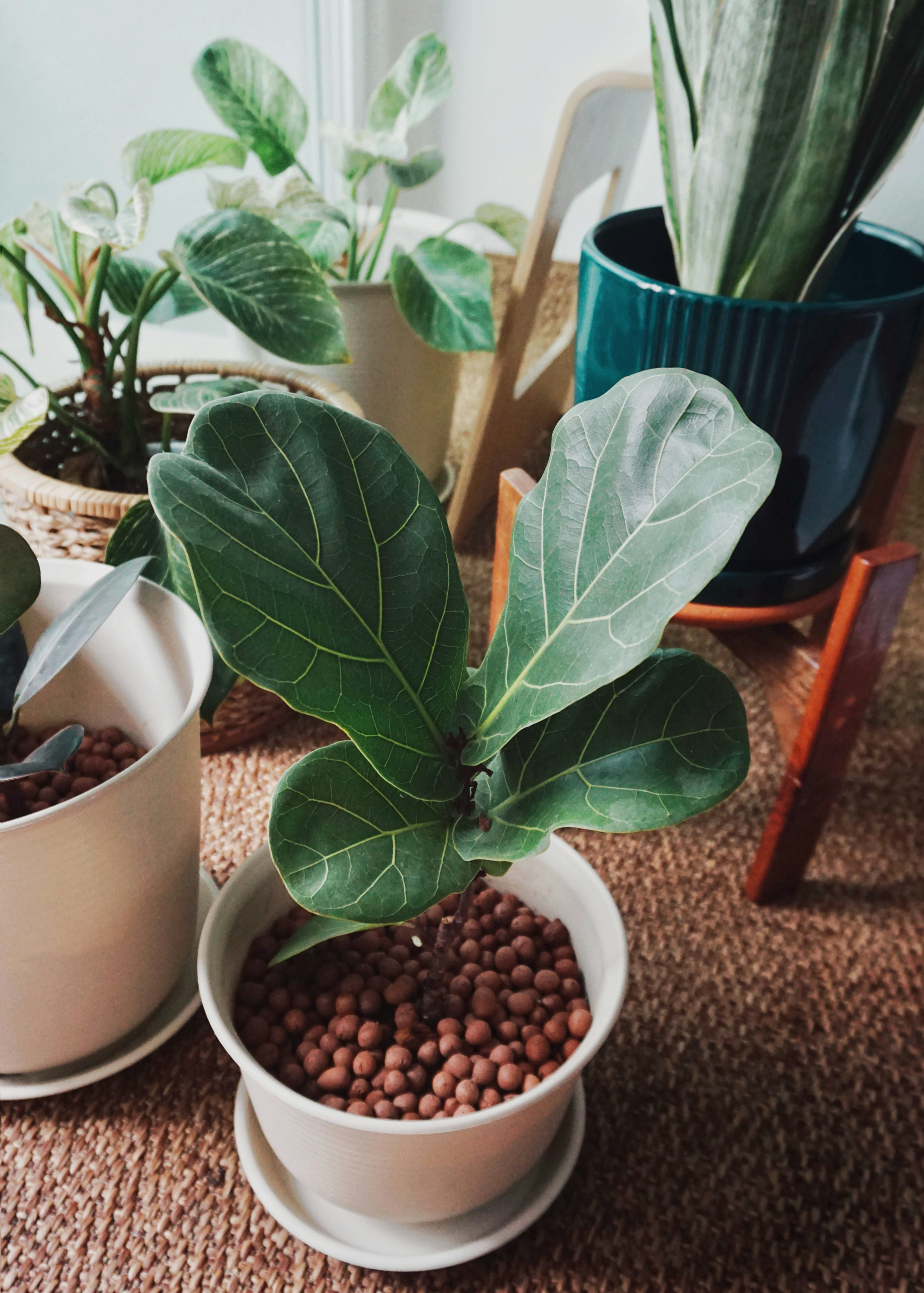 Fiddle leaf fig prominently displayed in a cozy indoor setting, surrounded by various houseplants and natural textures.