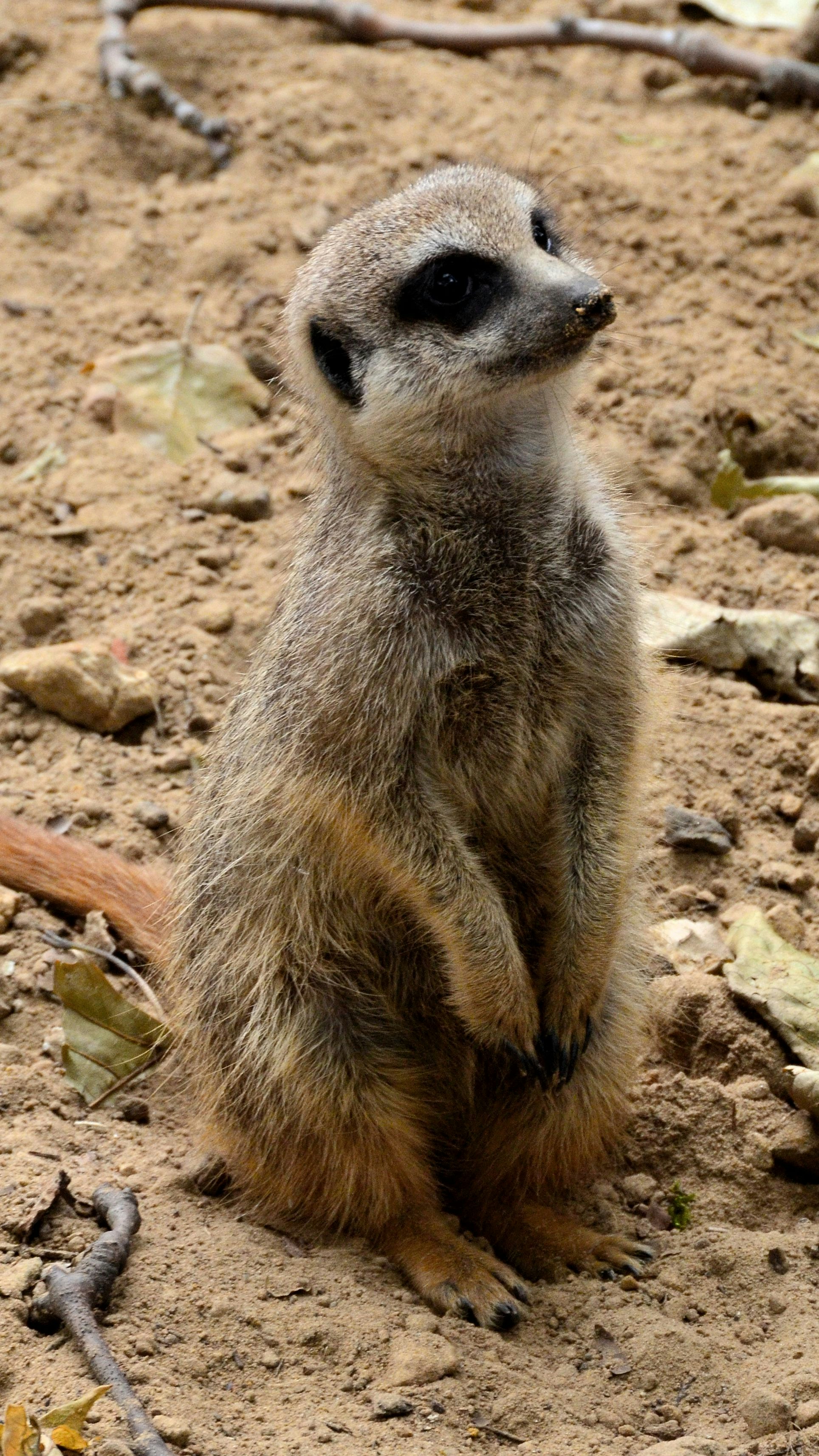 A small animal sitting on the ground photo – Free Belgium Image on Unsplash