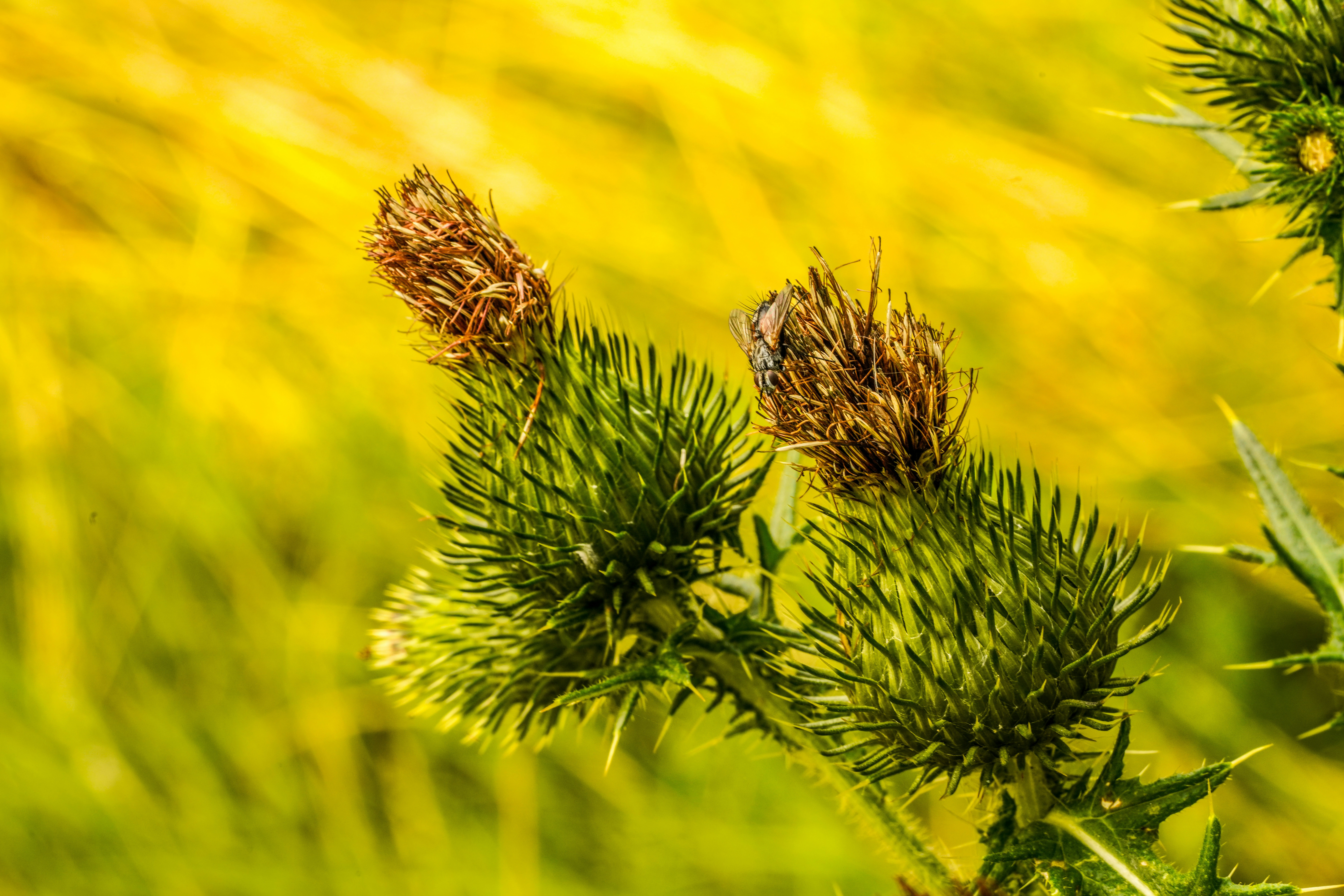 Thistle's Resilience Amidst Golden Hues