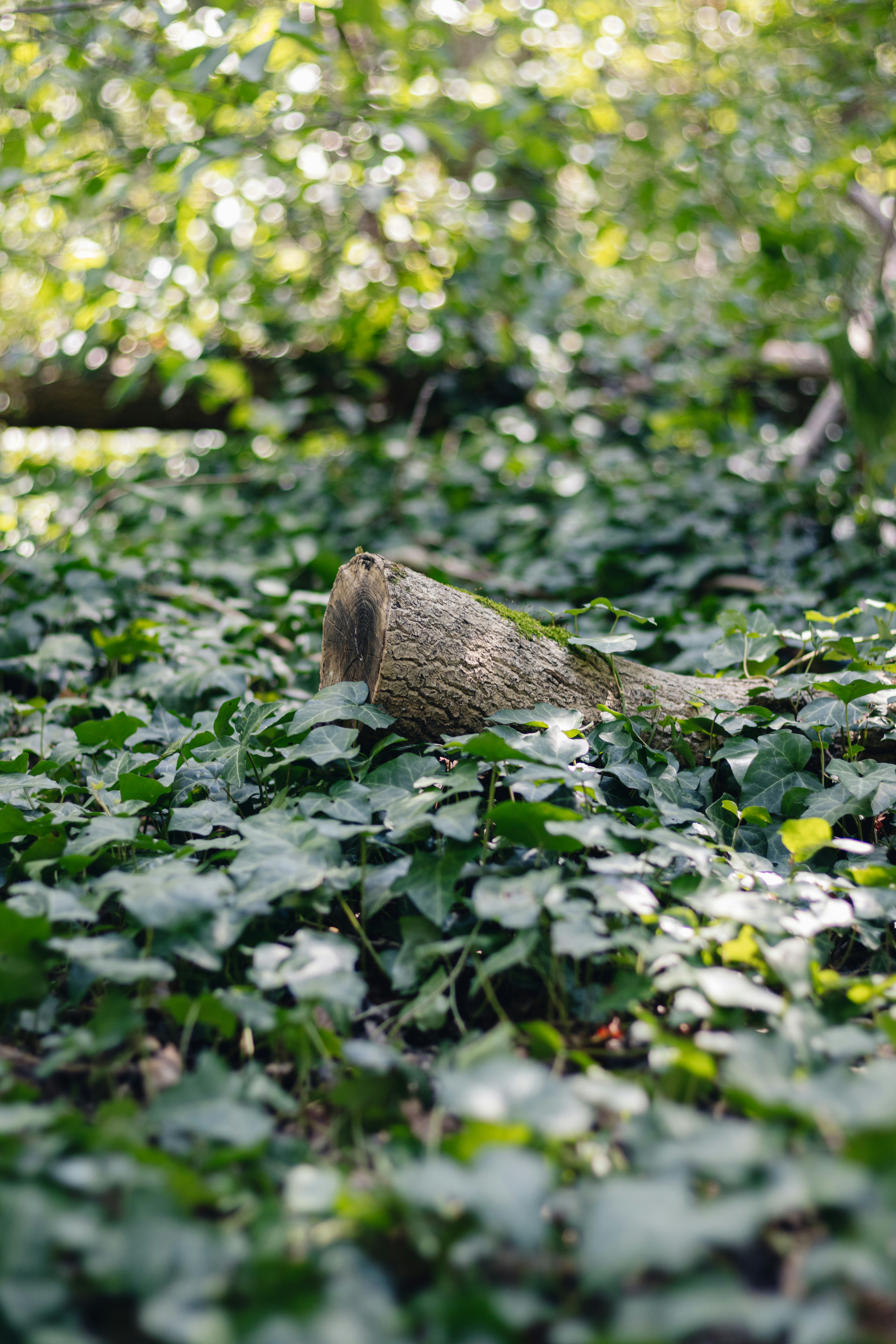 Log on Ivy: a Quiet Portrait of a Dappled Forest Floor