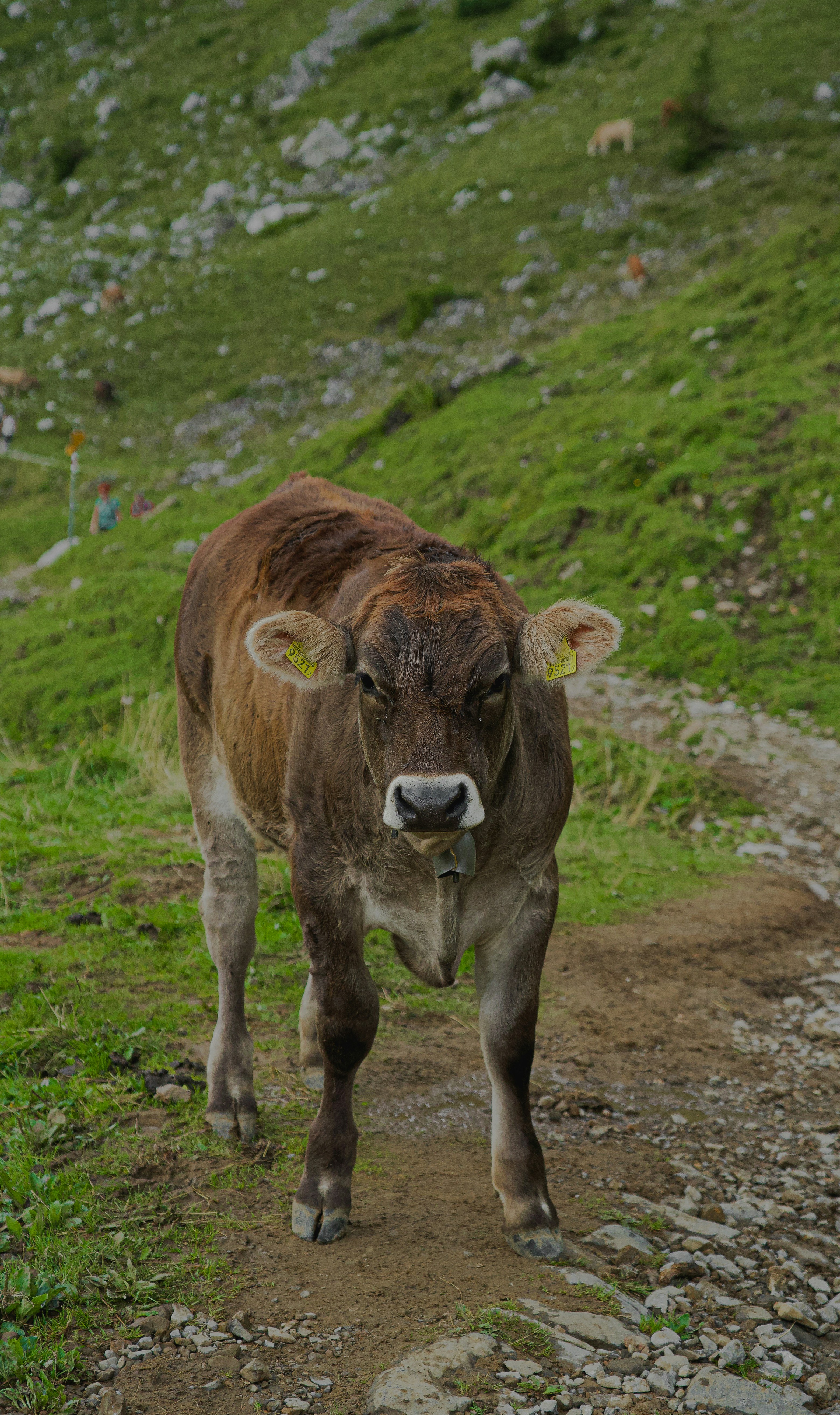 Alpine Wanderer on a Rugged Mountain Trail