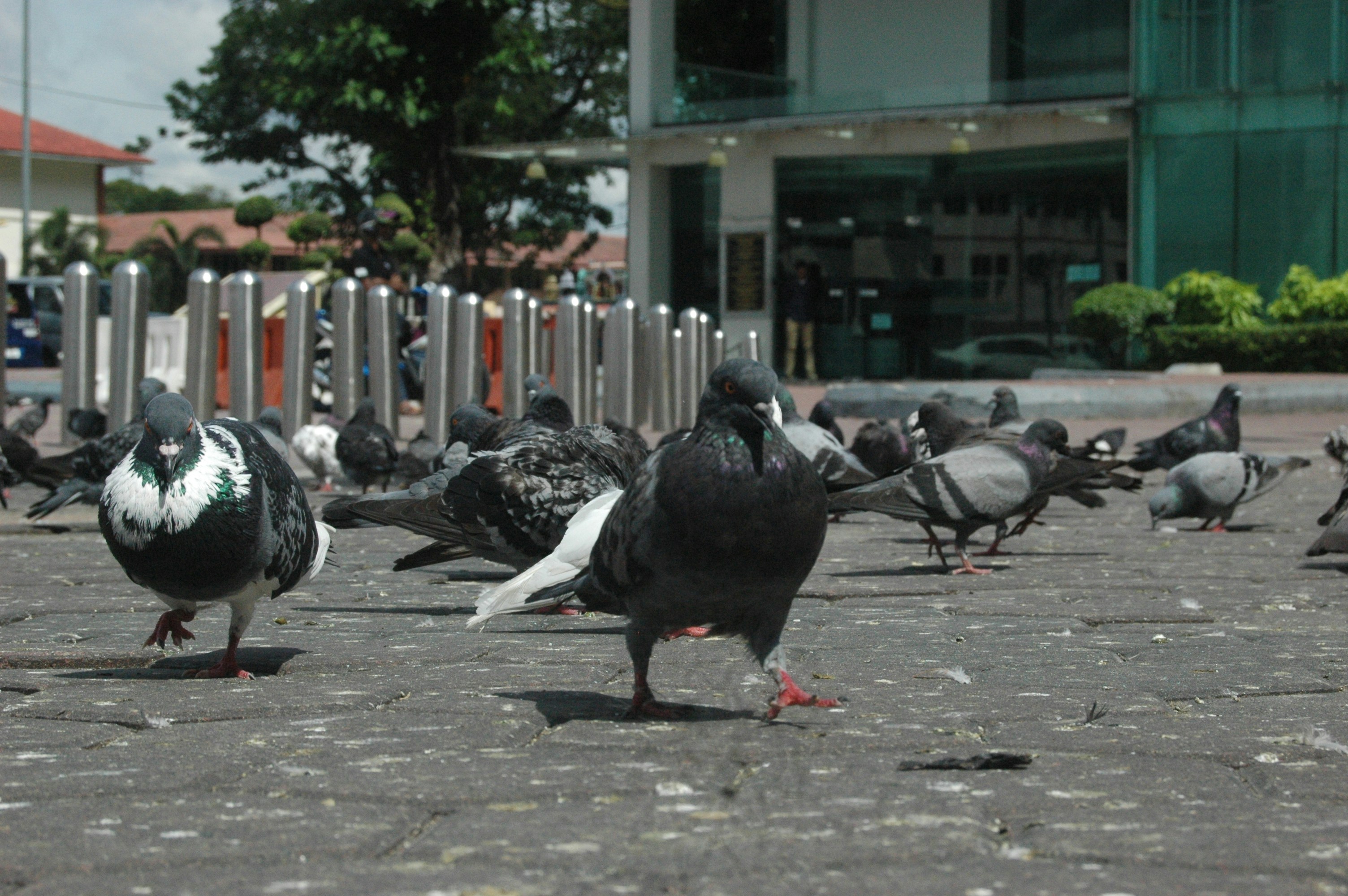A group of pigeons on a sidewalk photo – Free Pigeon Image on Unsplash