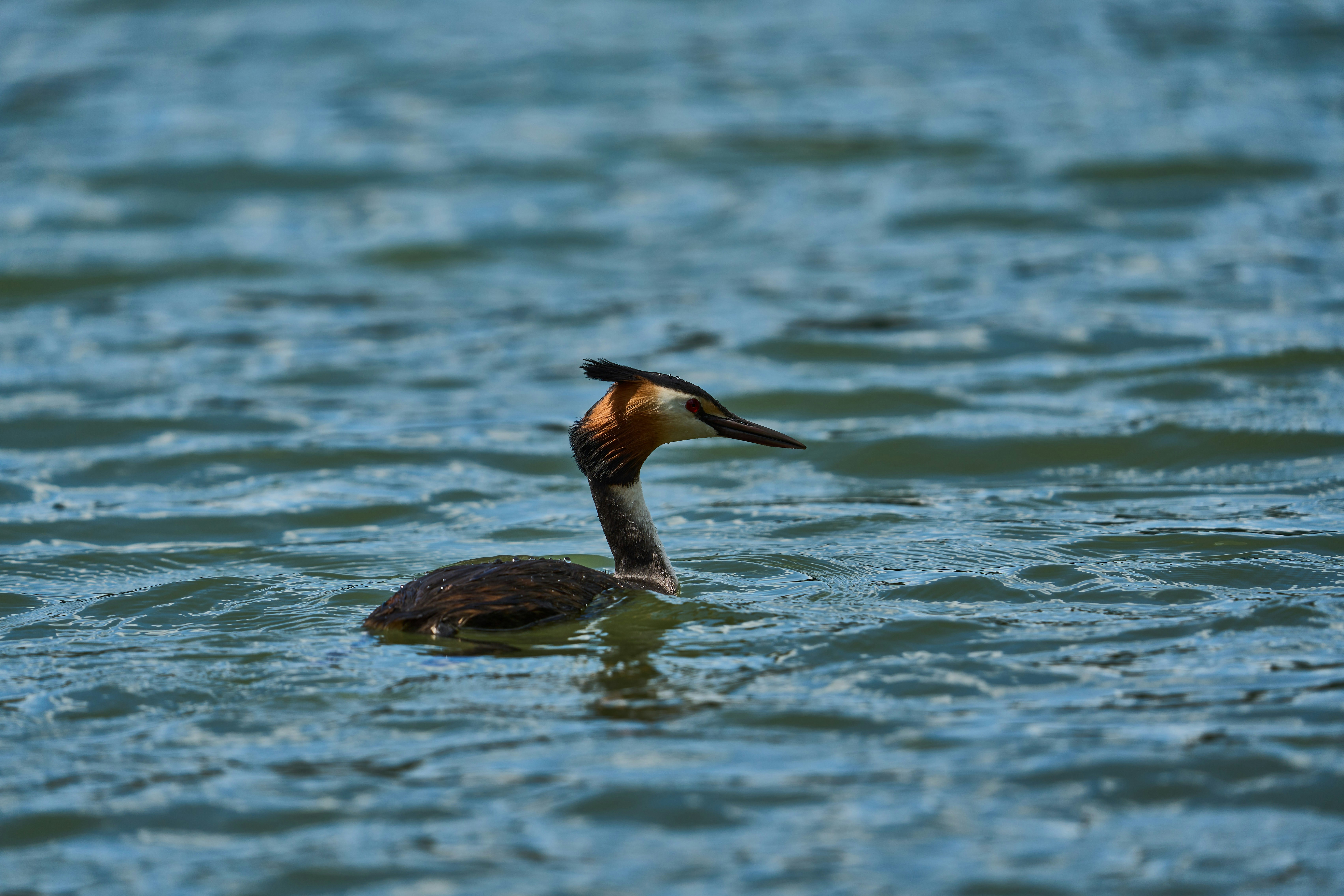 A bird swimming in water photo – Free Animal Image on Unsplash