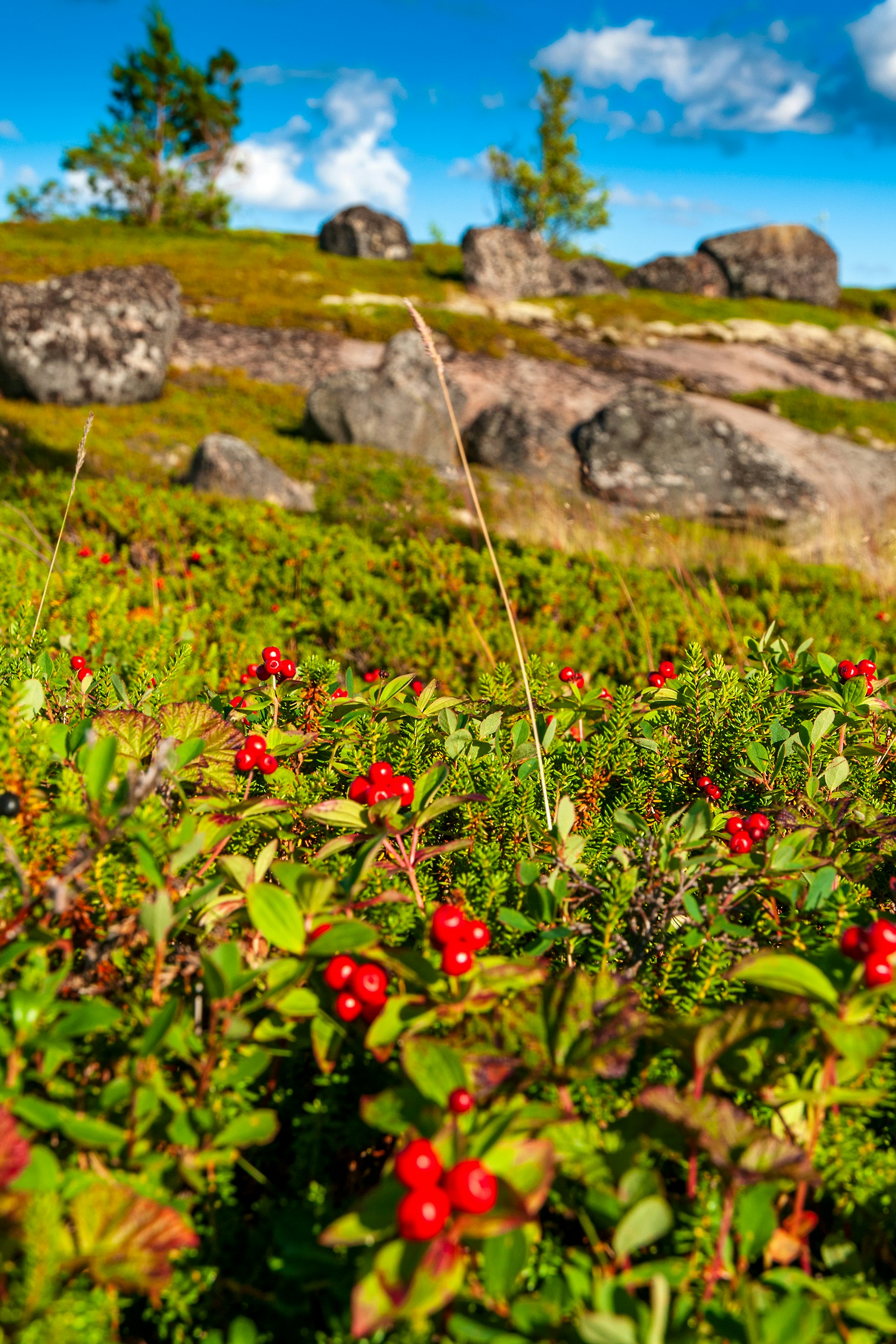 Red Berry Field in a Highland Meadow Under a Bright Sky