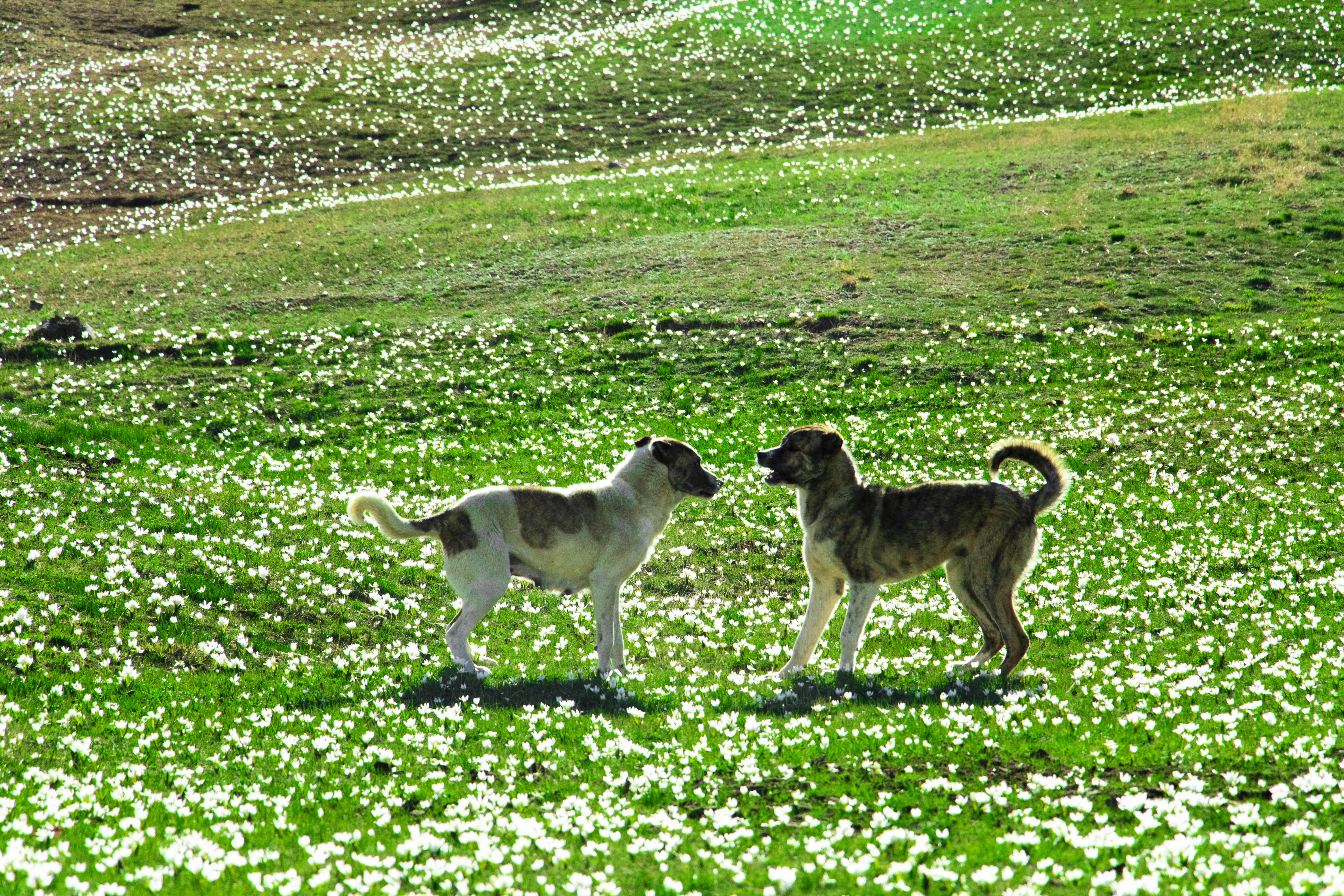 Two dogs standing in a field photo – Free Dog Image on Unsplash
