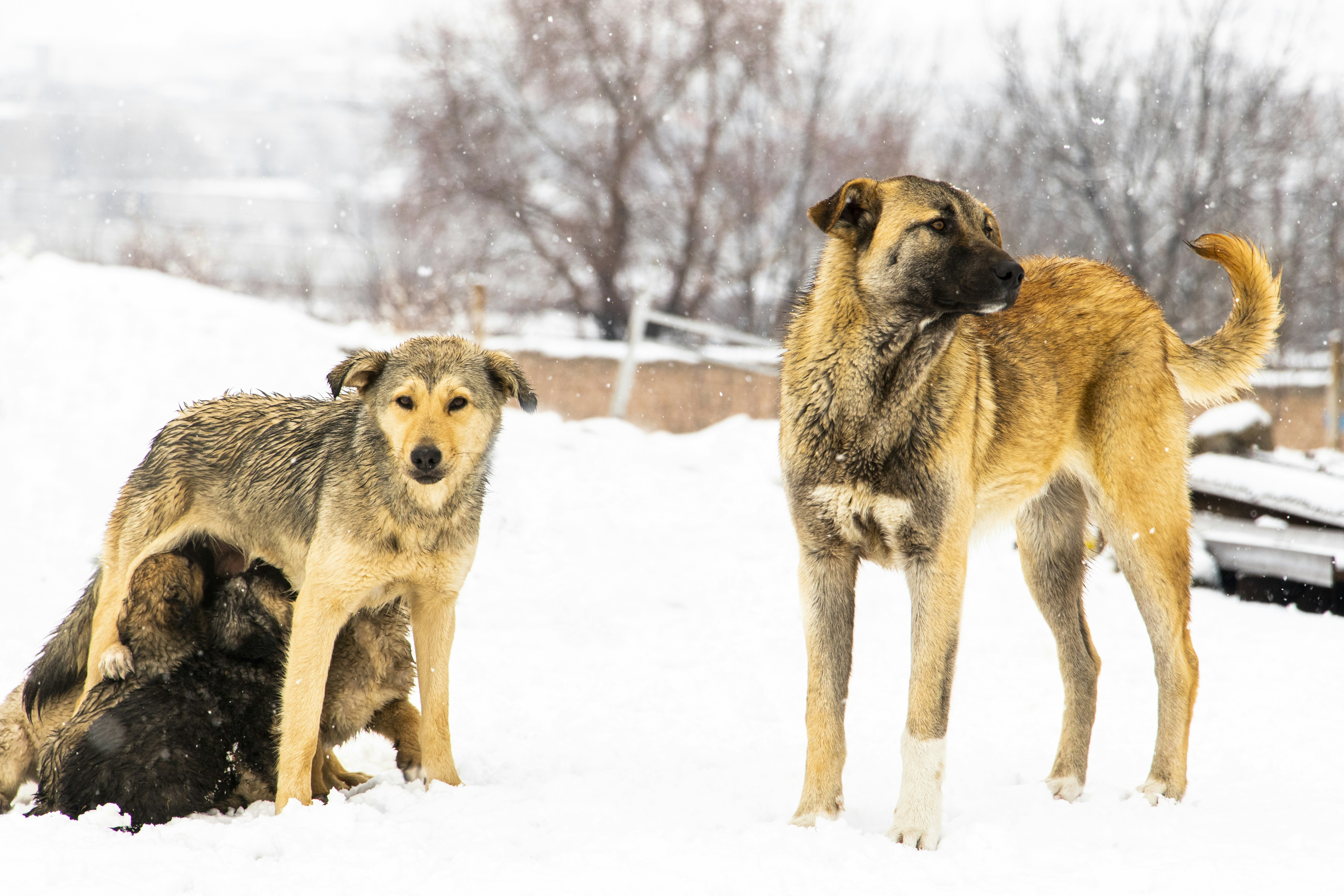 A group of dogs in the snow photo – Free East azerbaijan province Image ...