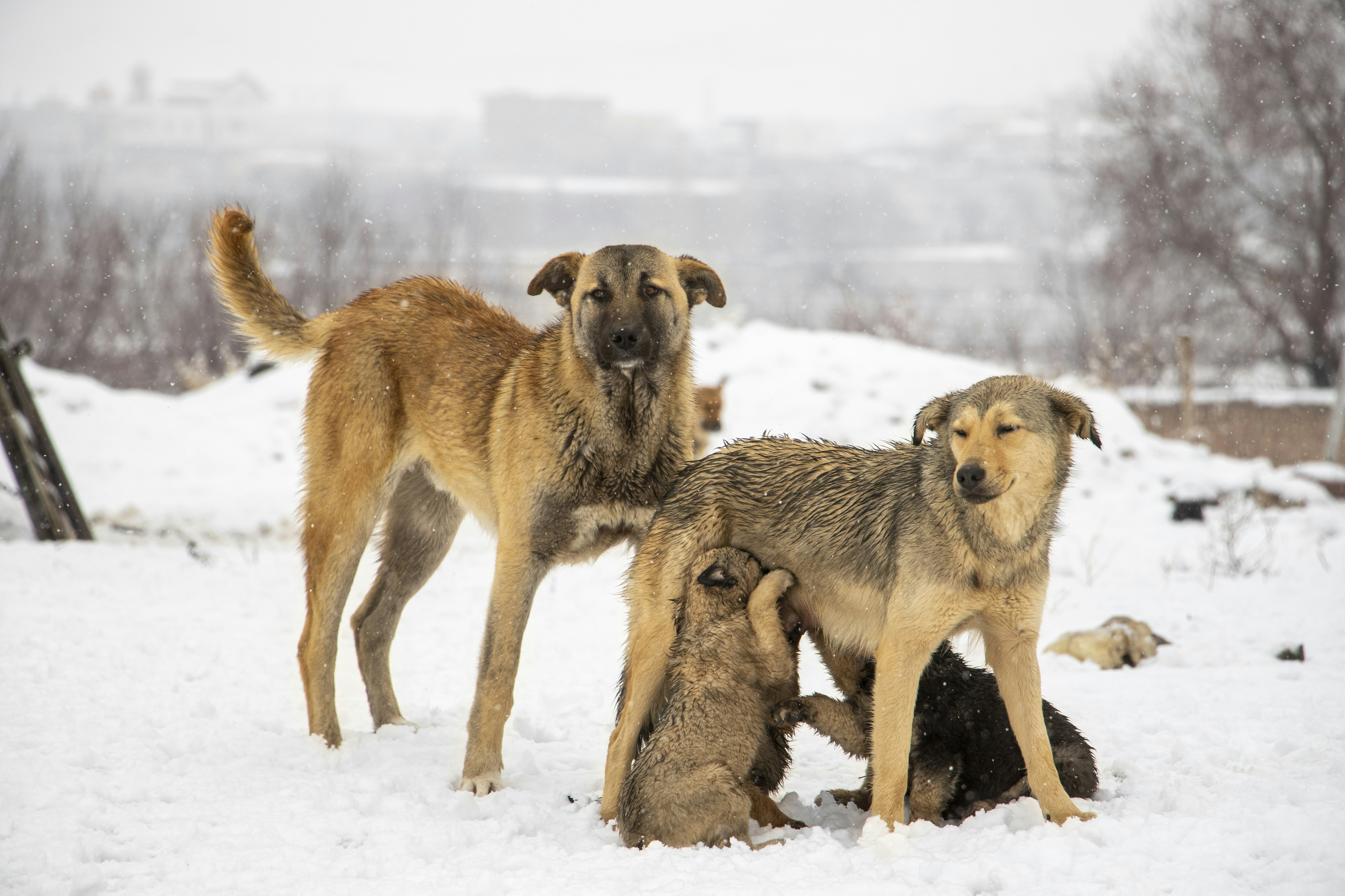 A group of dogs in the snow photo – Free East azerbaijan province Image ...