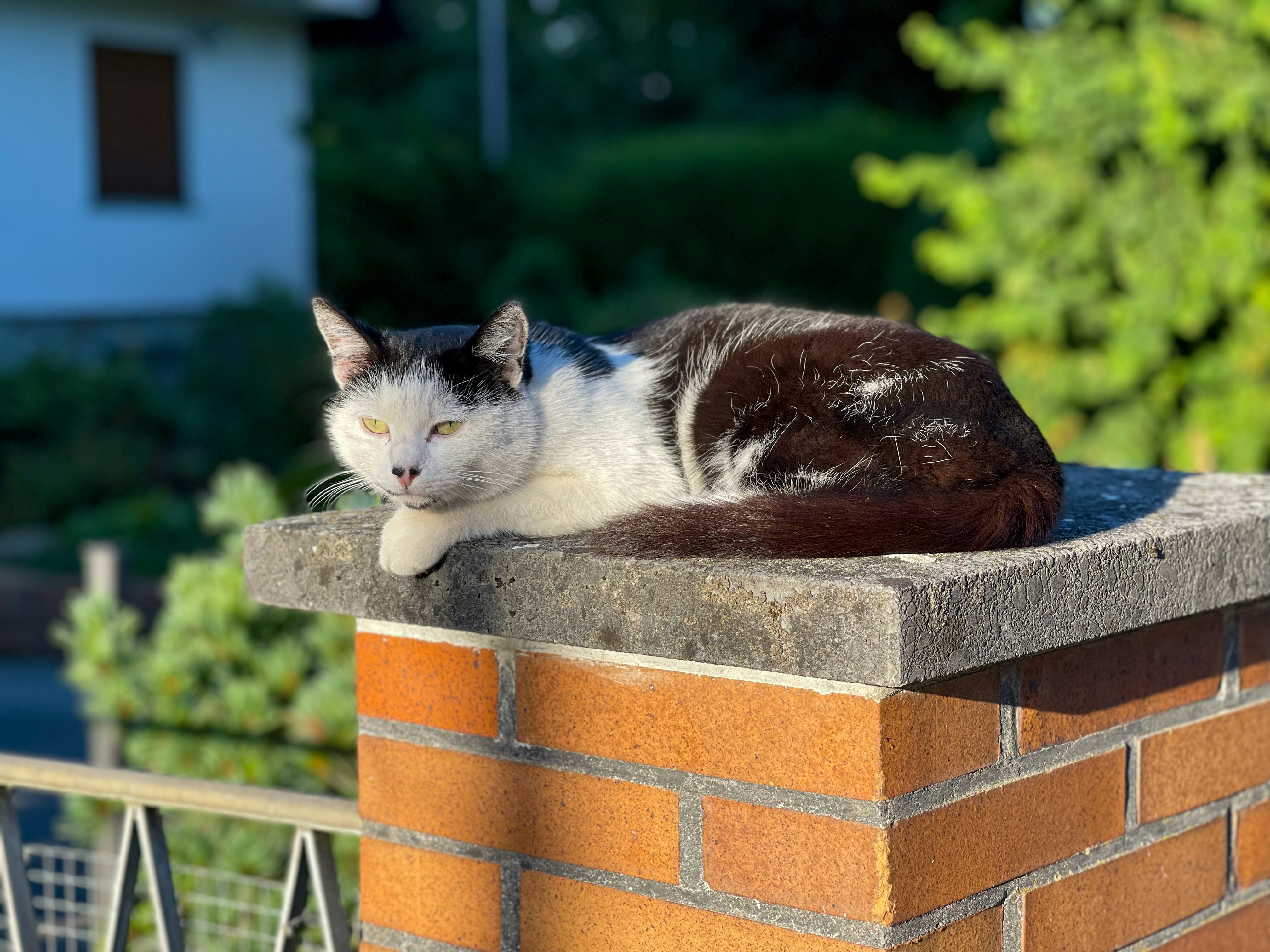 Calico on a Brick Chimney Cap in Afternoon Sun