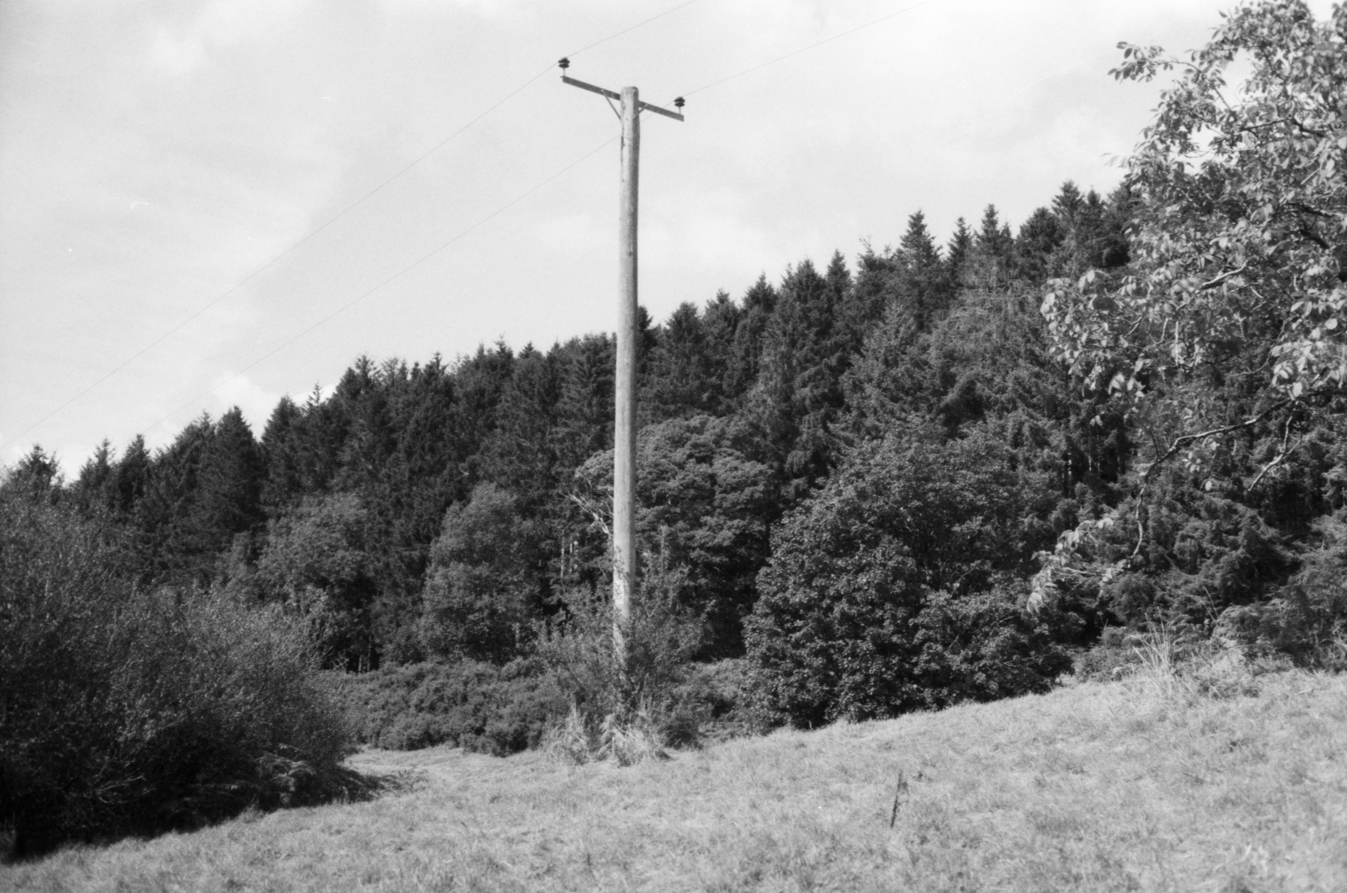 The Sentinel Pole Against a Quiet Pines Horizon