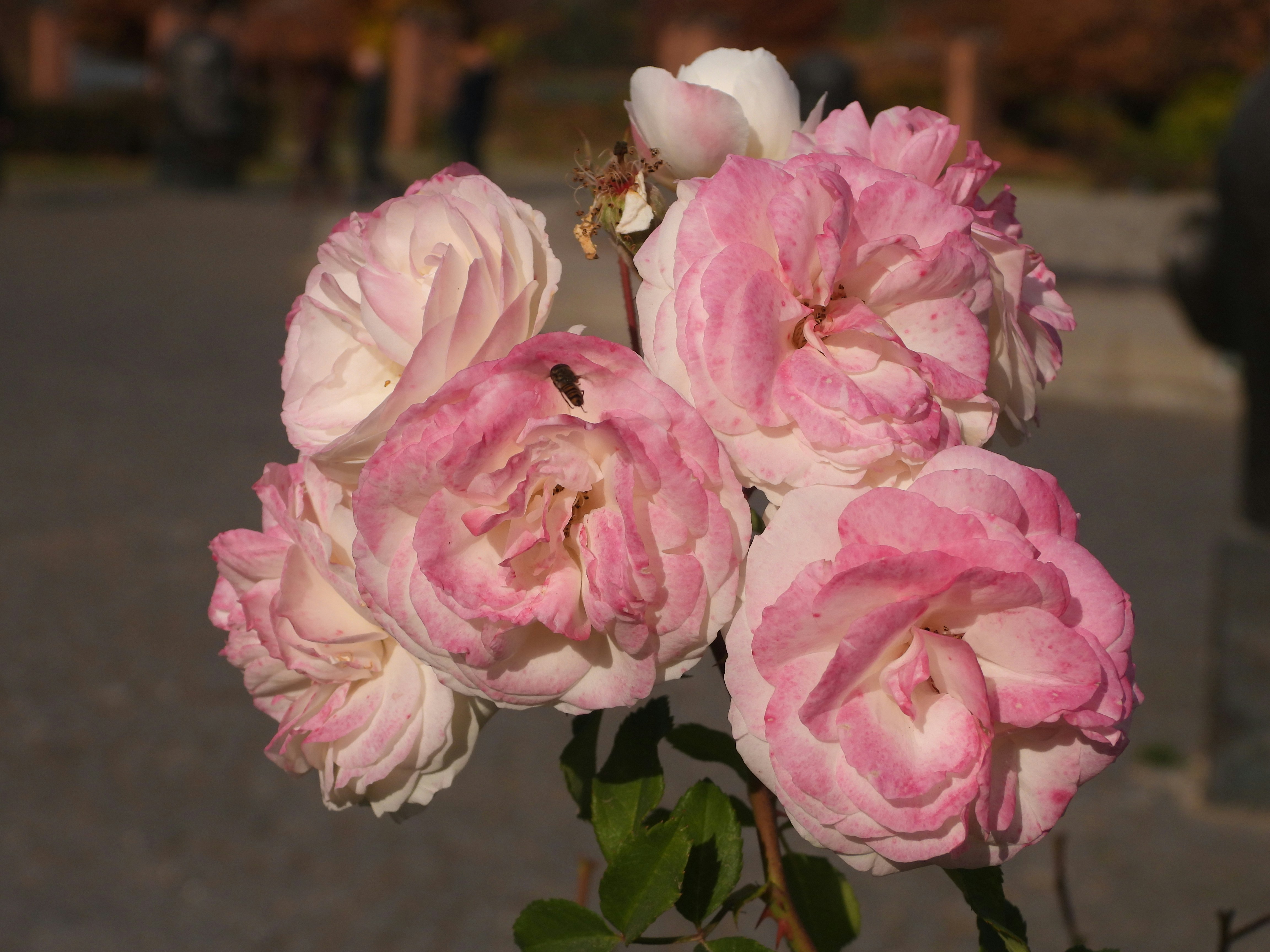 Whispers of Pink: Close-Up Rose Cluster in Dappled Afternoon Light