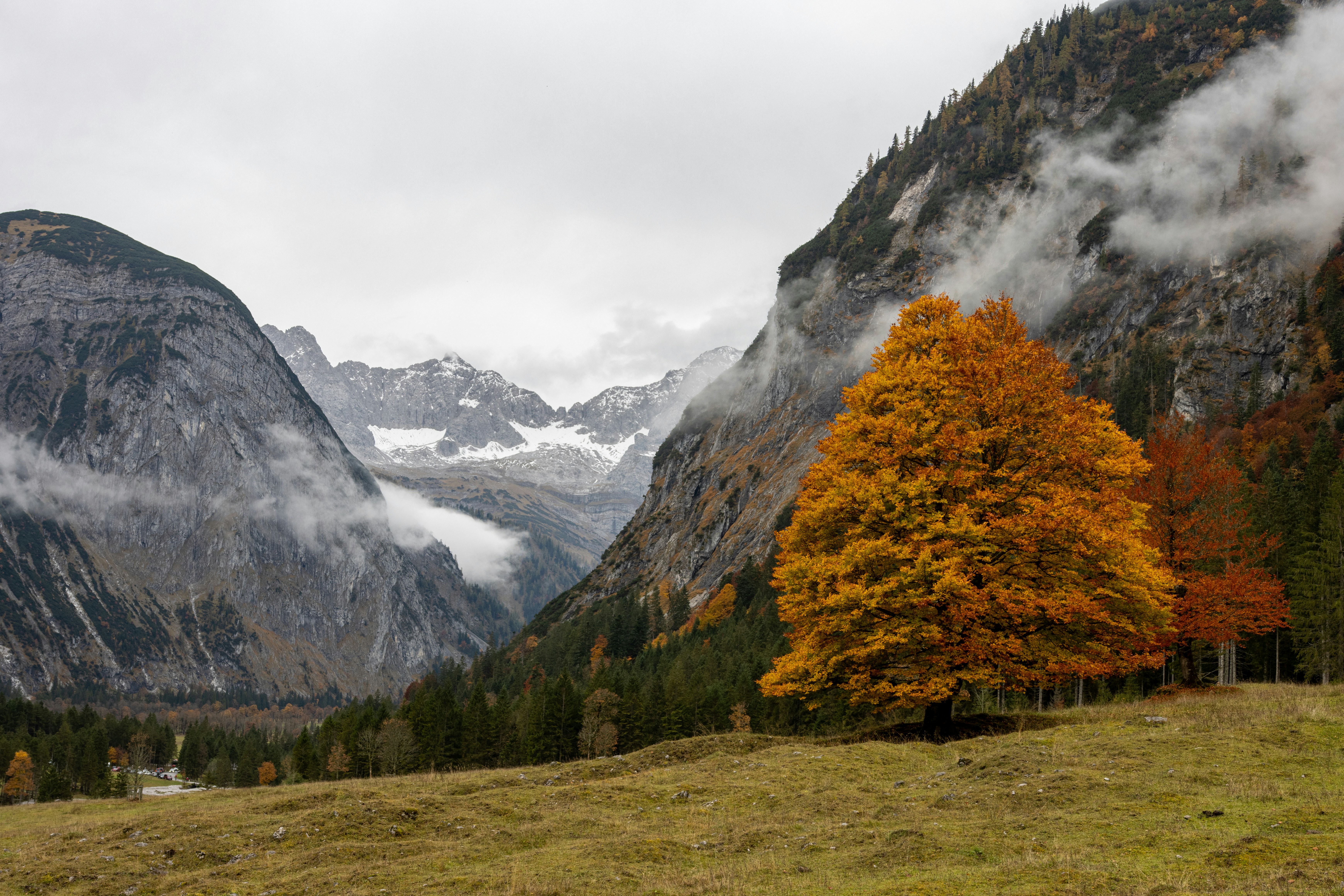 a grassy field with trees and mountains in the background
