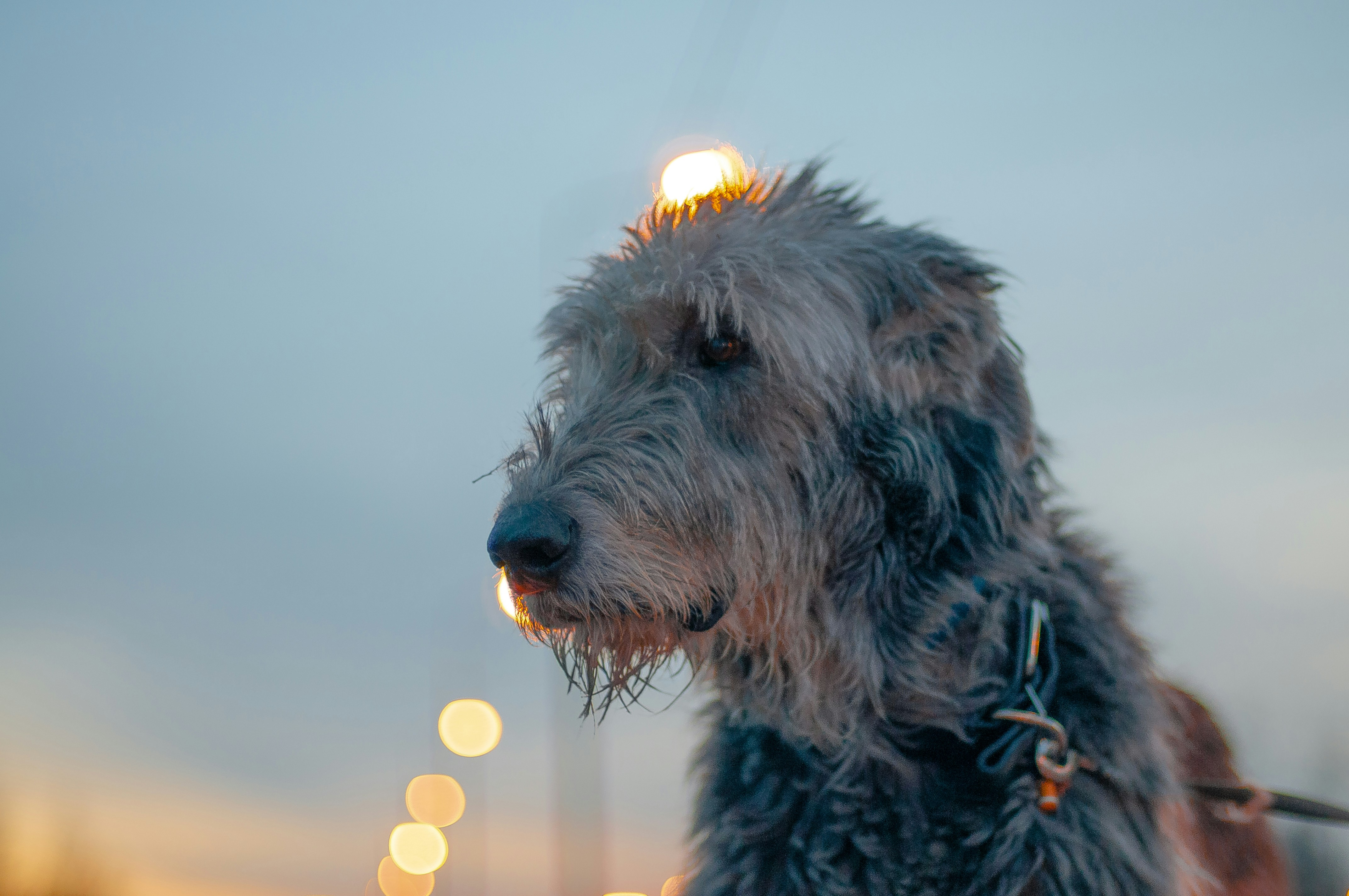a dog with a light on its head