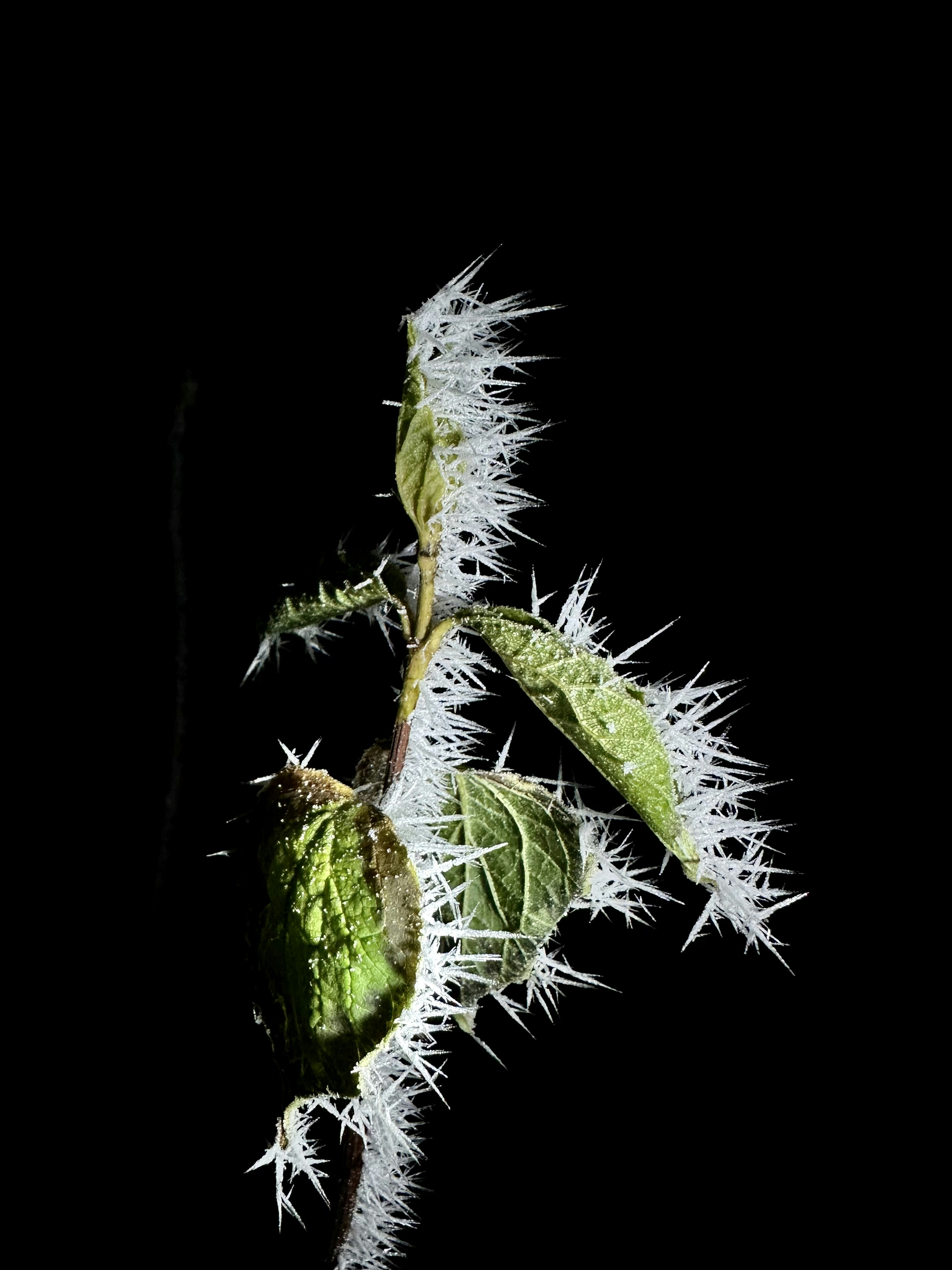 A close-up of a cactus photo – Free Ice Image on Unsplash