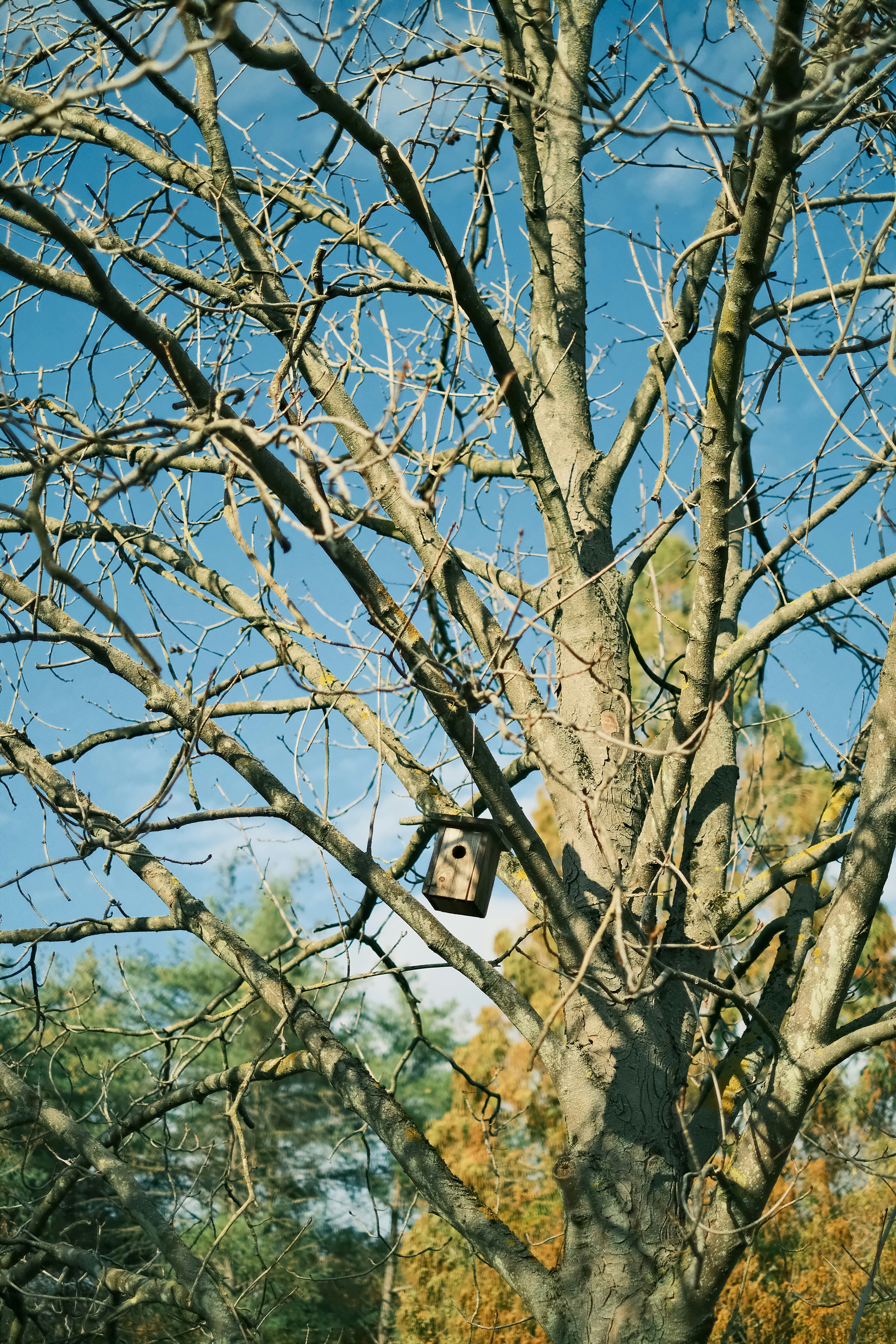 A birdhouse hangs from a bare tree, surrounded by intricate branches against a clear blue sky. The scene evokes a sense of tranquility and connection to nature.