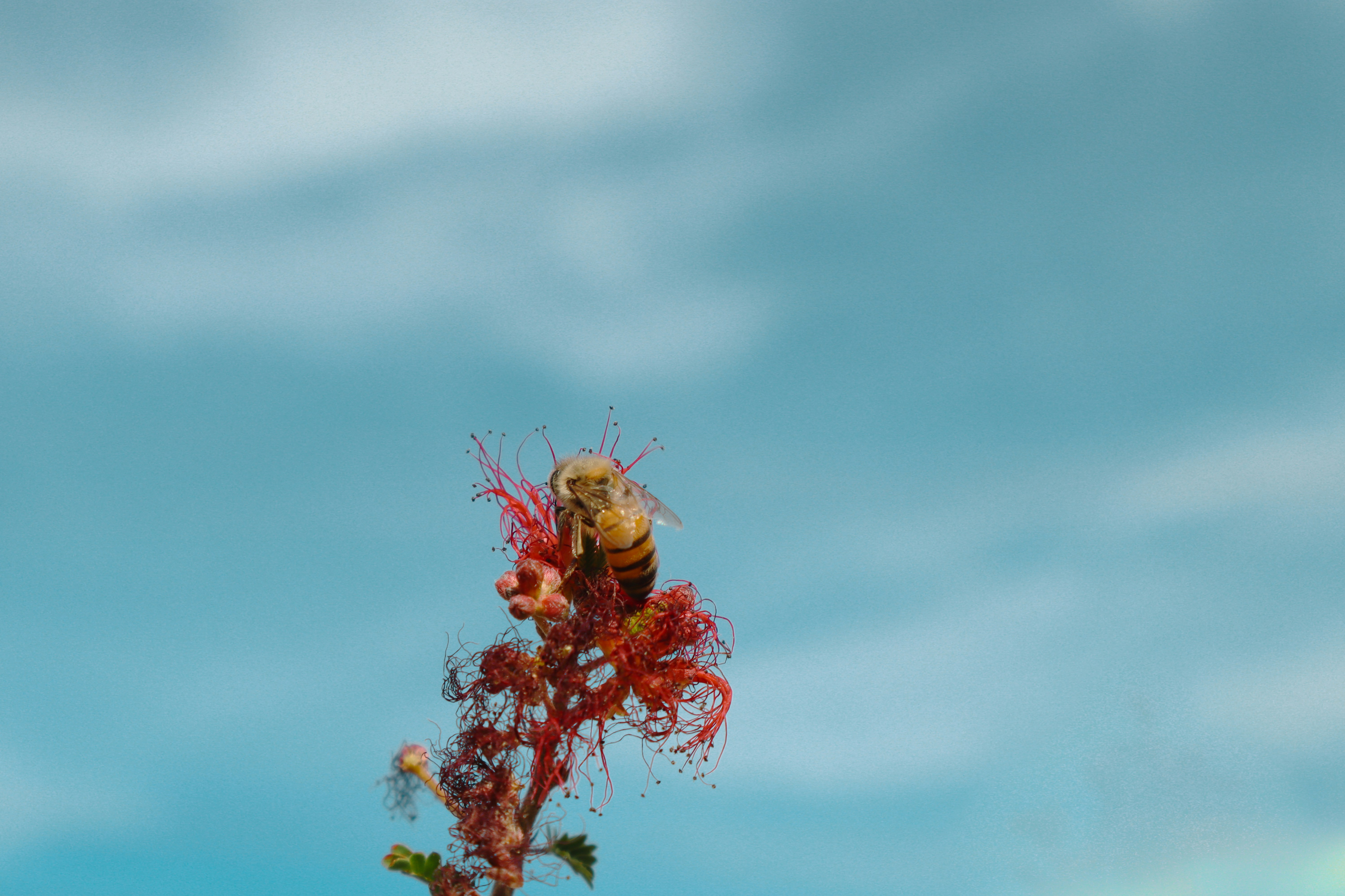 A bug on a plant photo – Free Phoenix Image on Unsplash