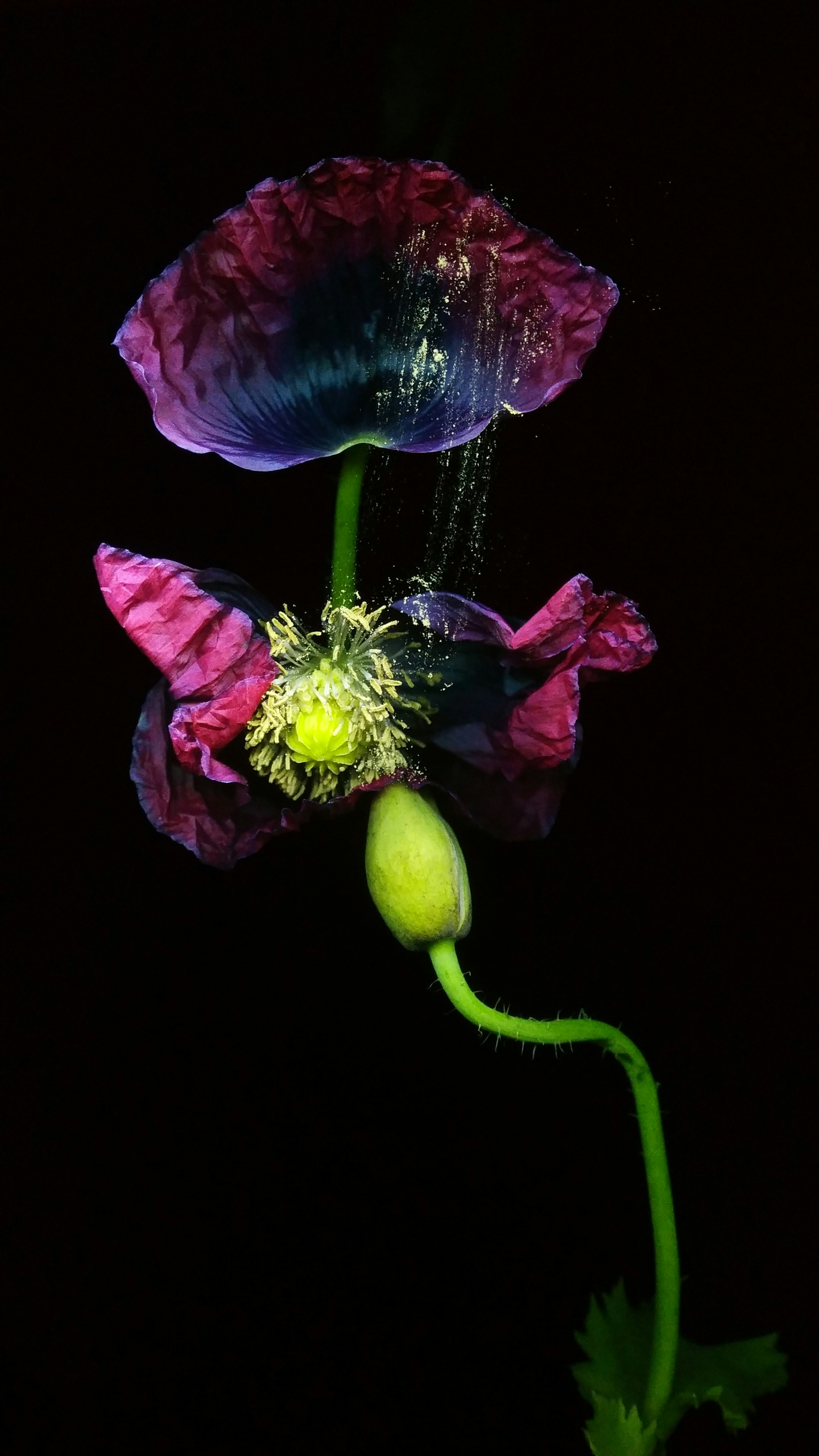 a close-up of a flower