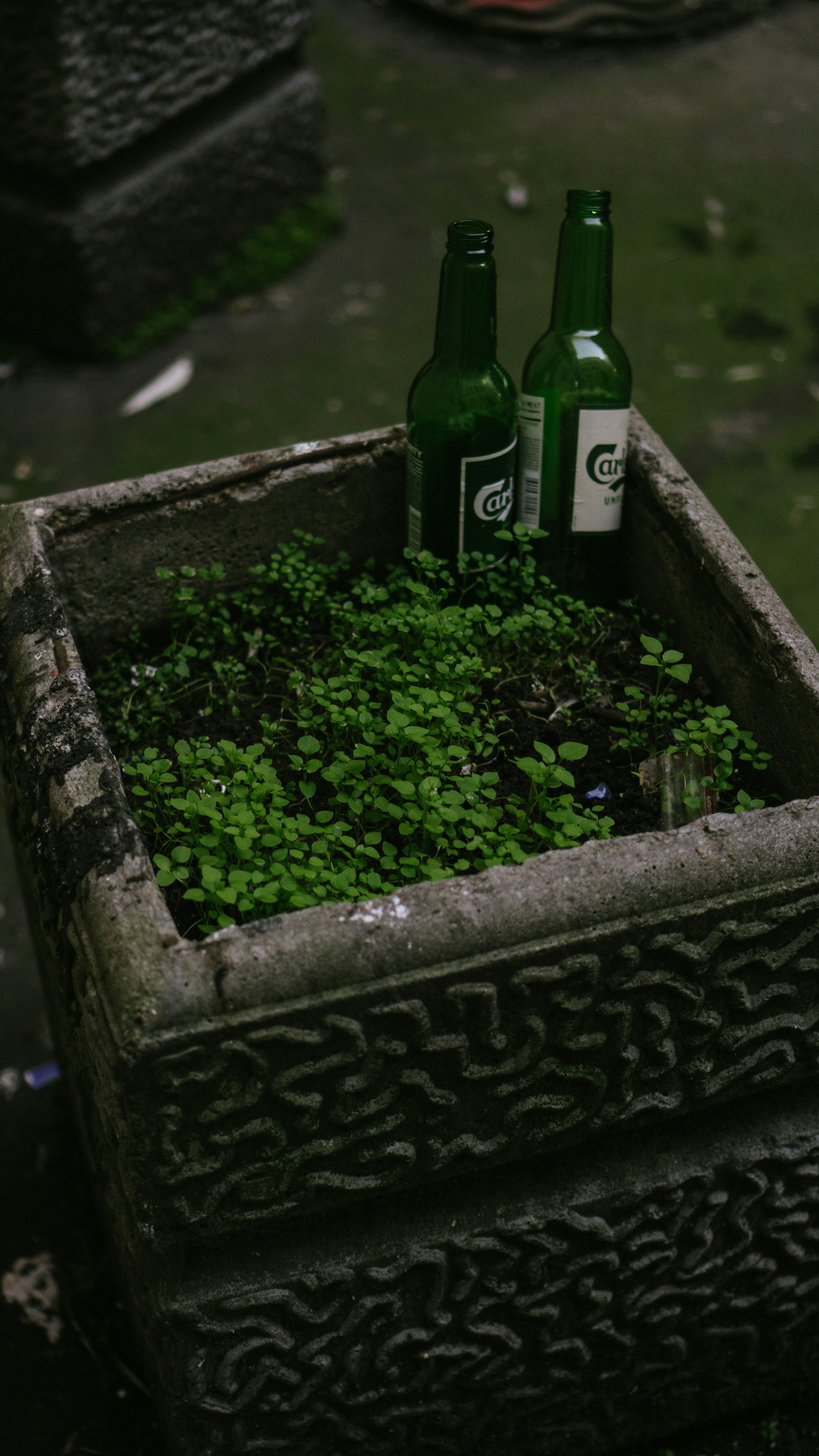 Emerald Overgrowth in a Weathered Planter, with Two Bottles as Quiet Sentinels