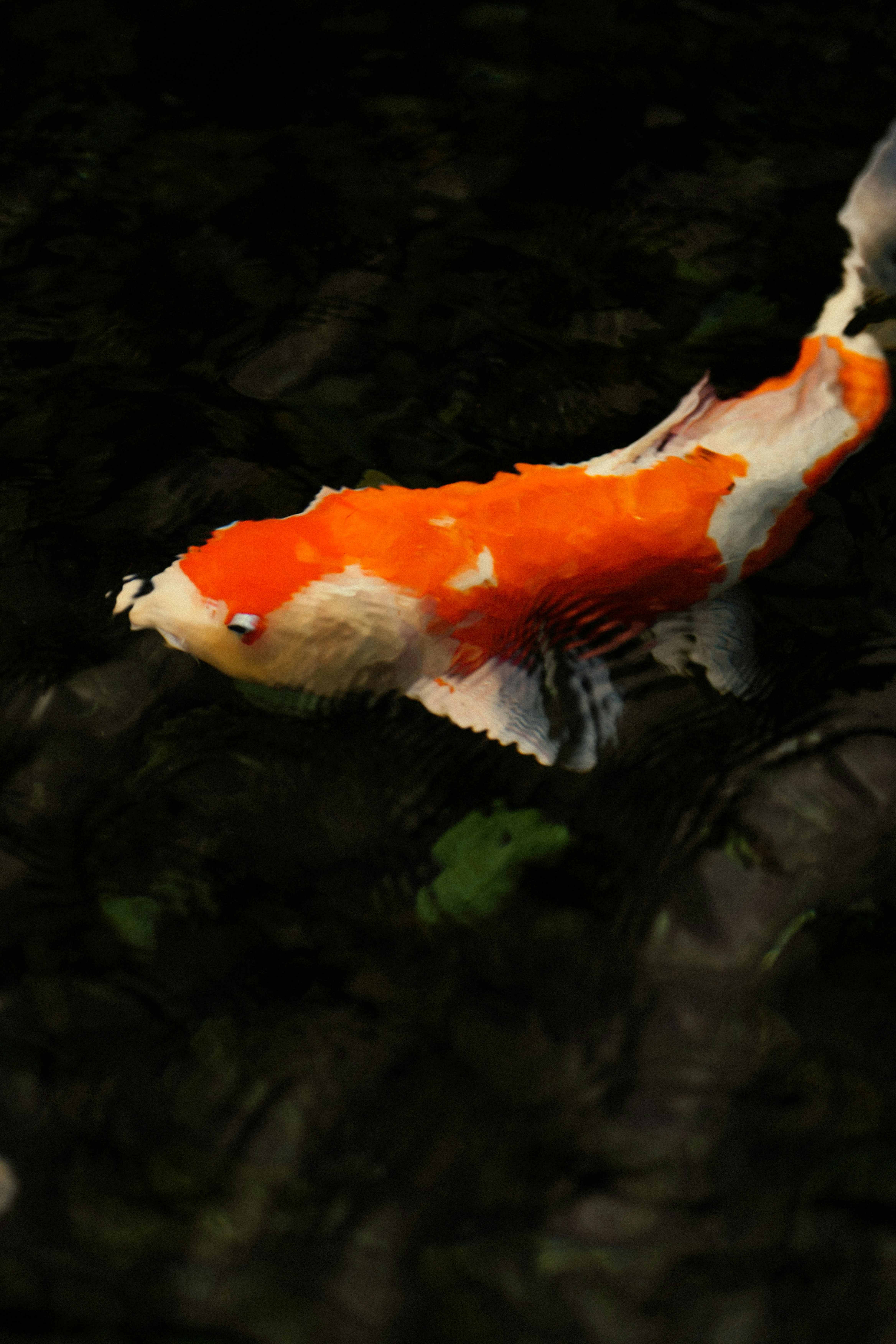 Crimson Koi Drifting Through Velvet Dark Water