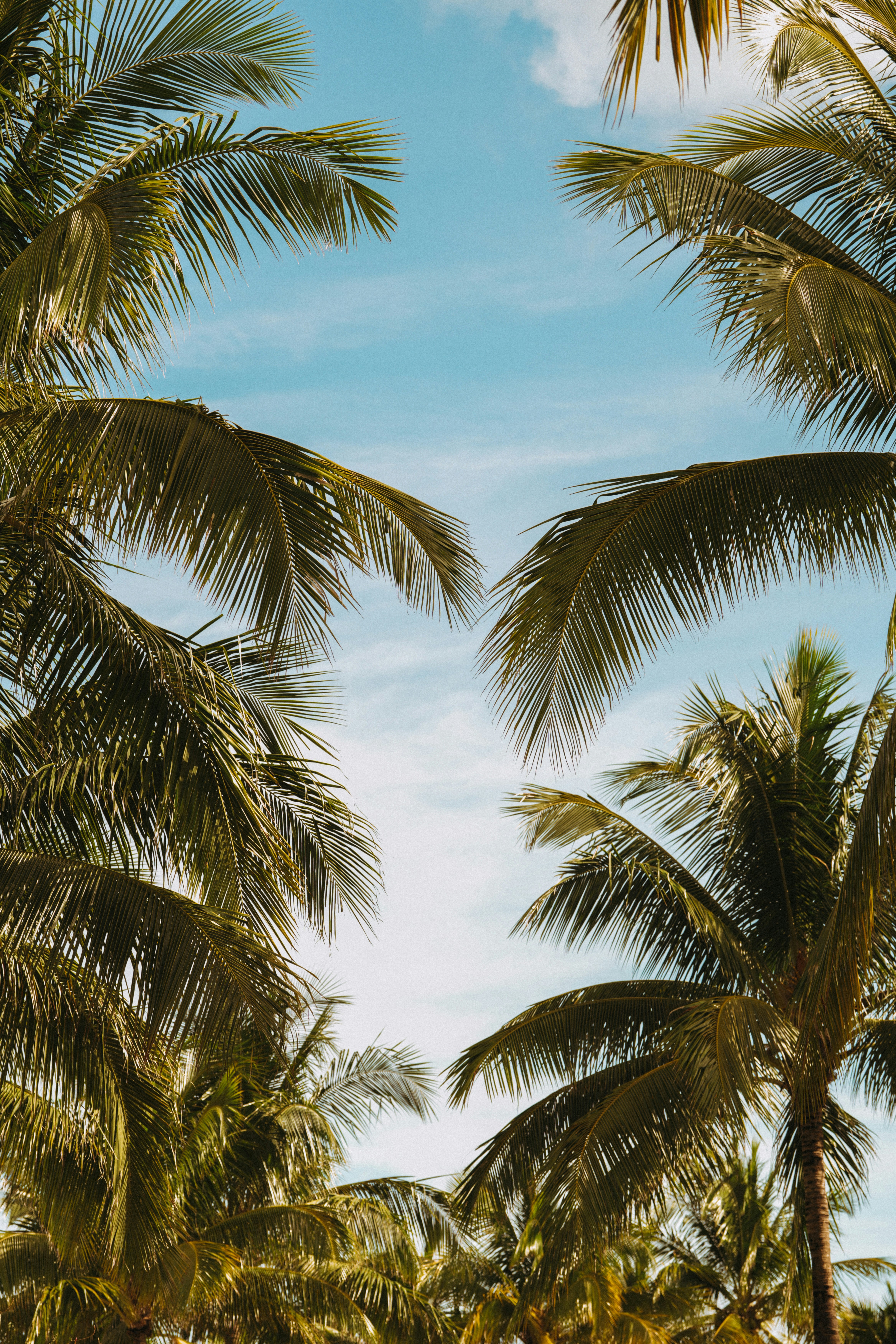 Palm Tree Iphone Background