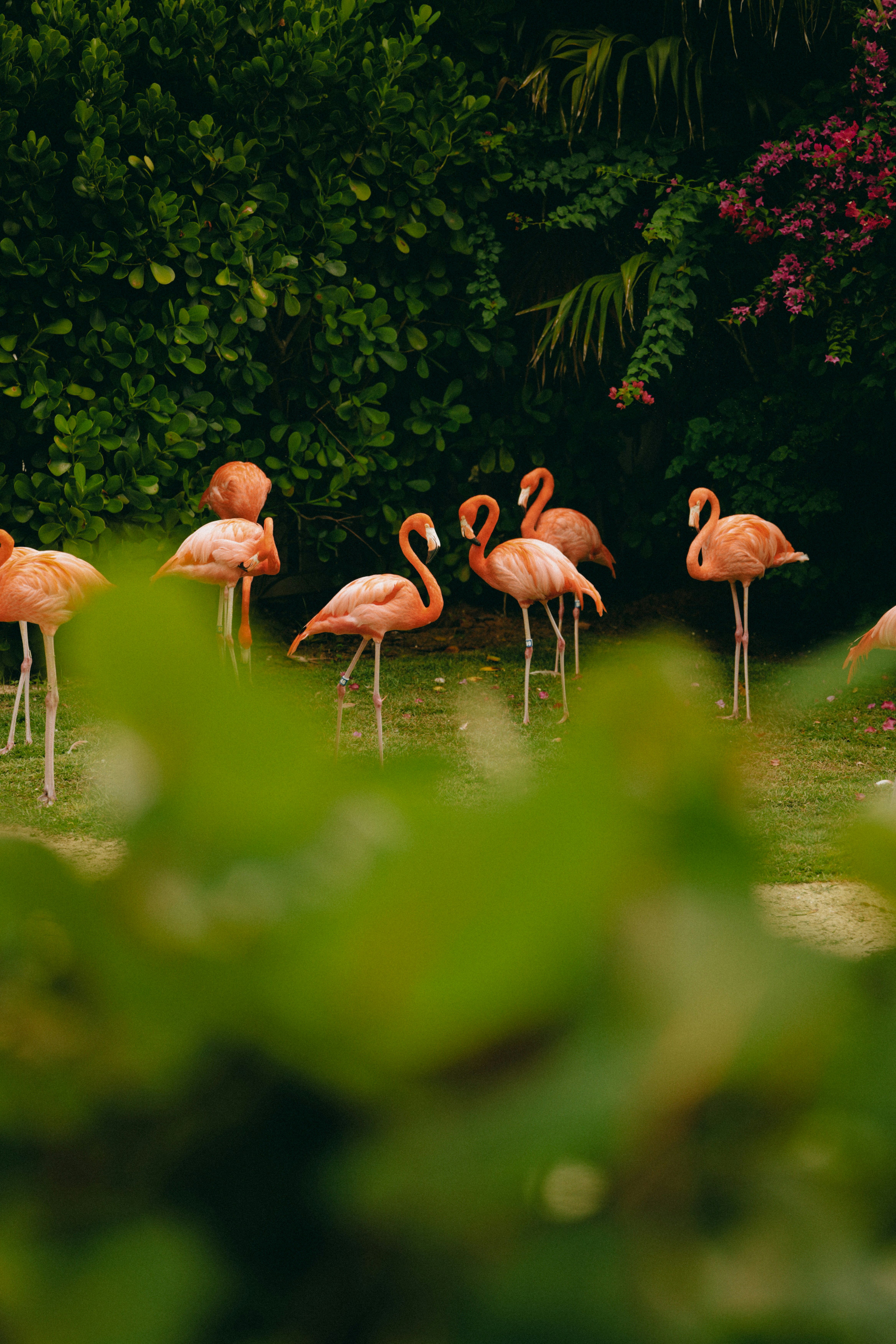 A group of flamingos in a grassy area photo – Free Flamingo Image on ...