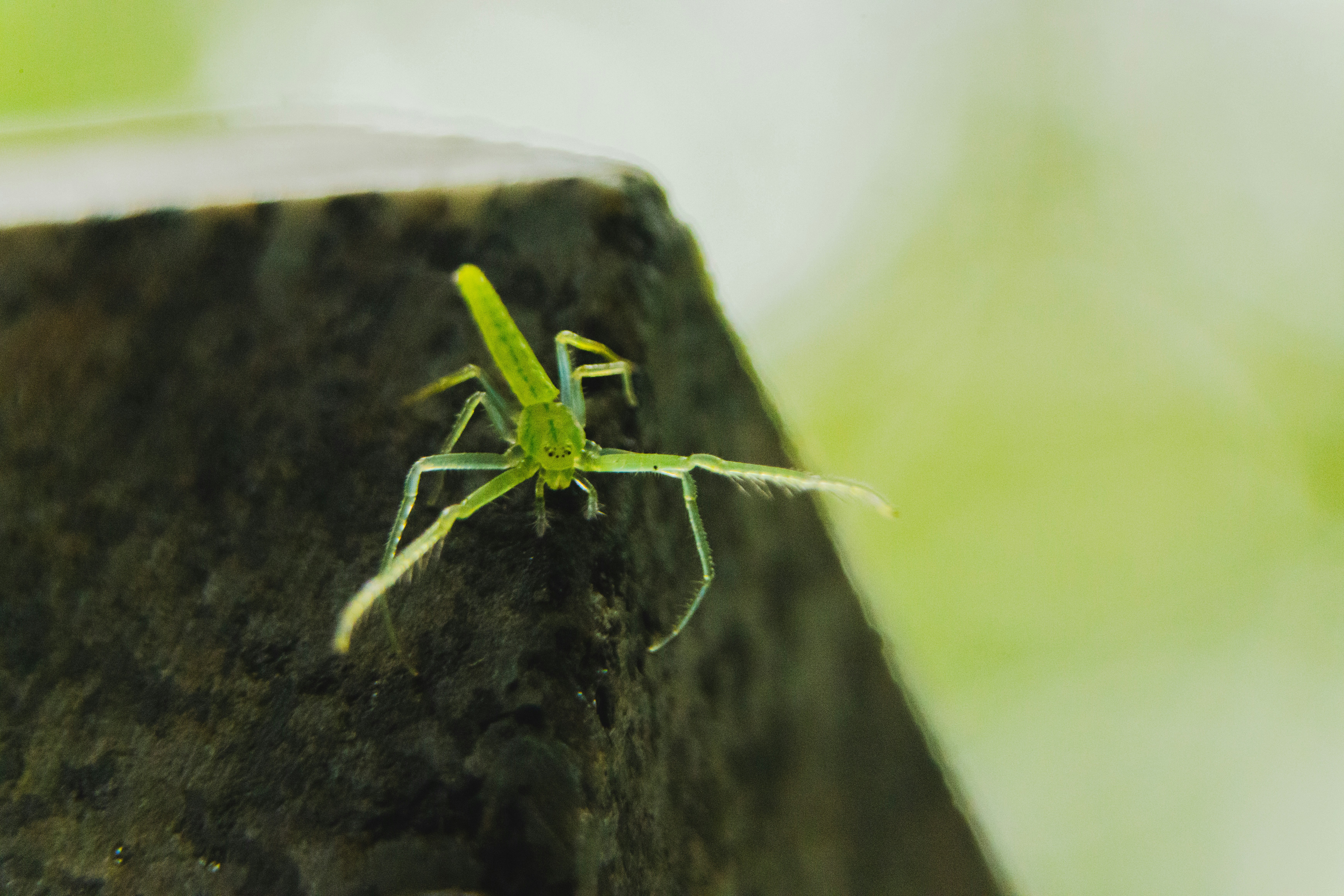 Emerald Jumping Spider Perched on a Weathered Rock