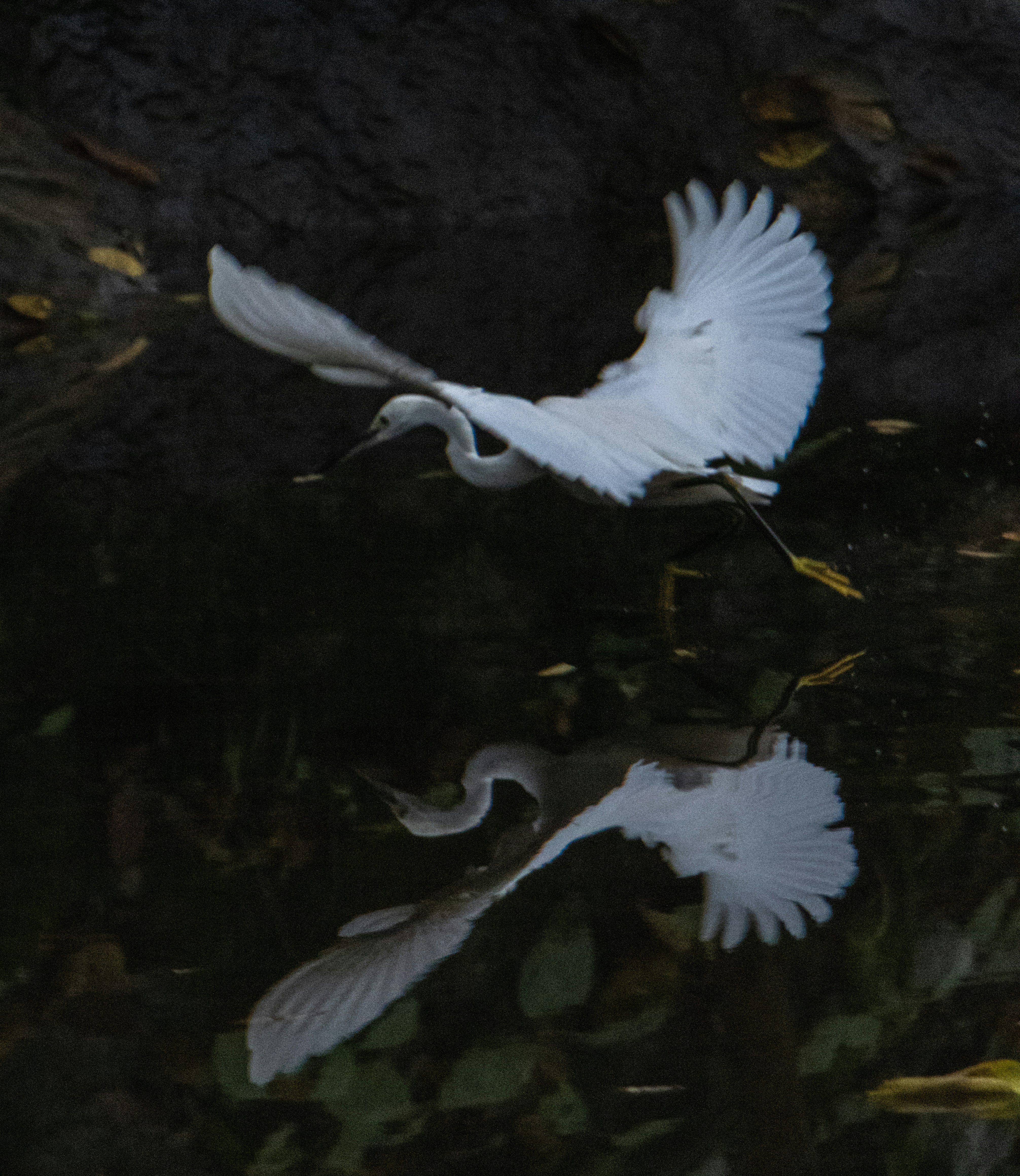 A couple of birds flying over water photo – Free Image on Unsplash
