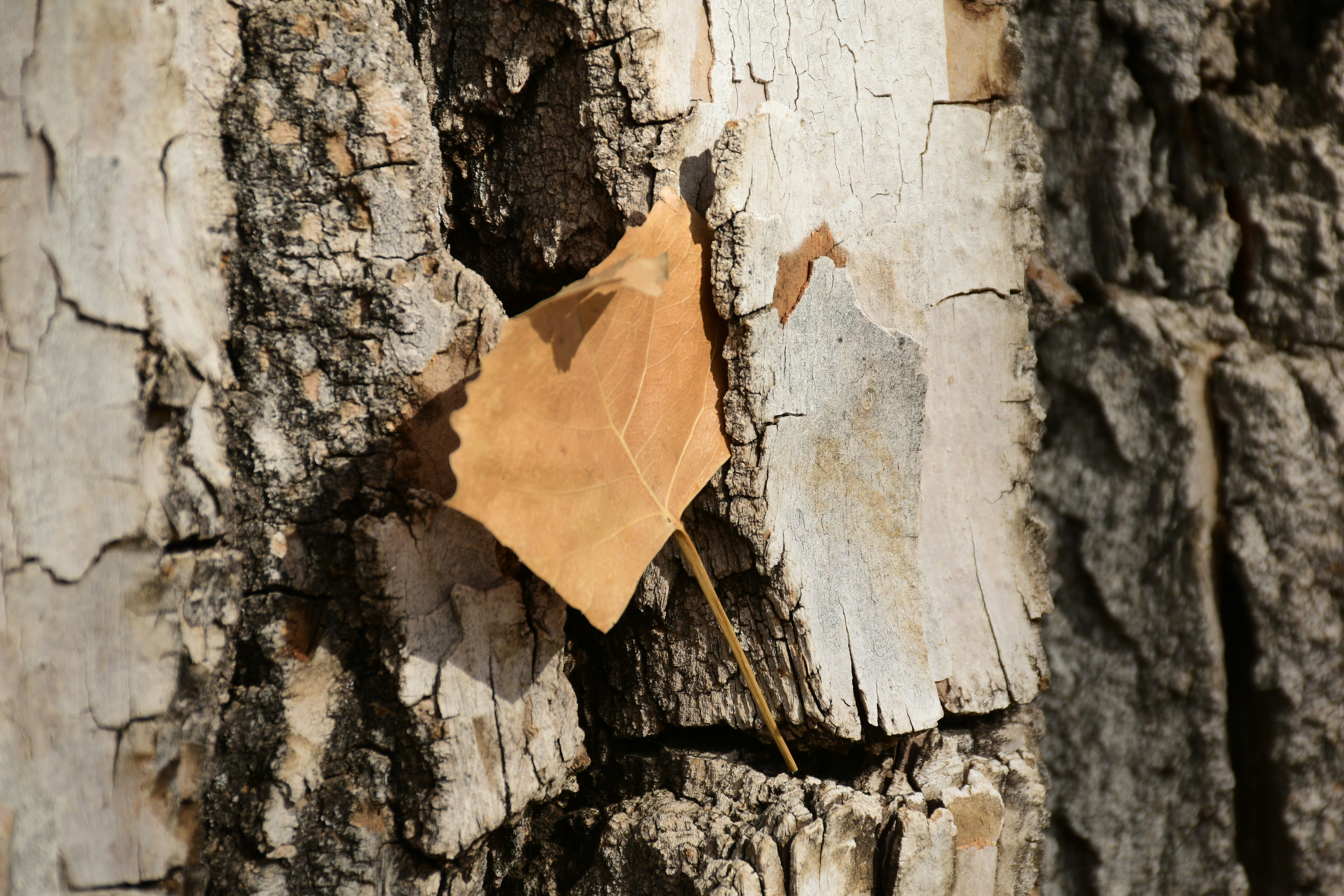 Autumn Sentinel: a lone brown leaf clinging to weathered bark