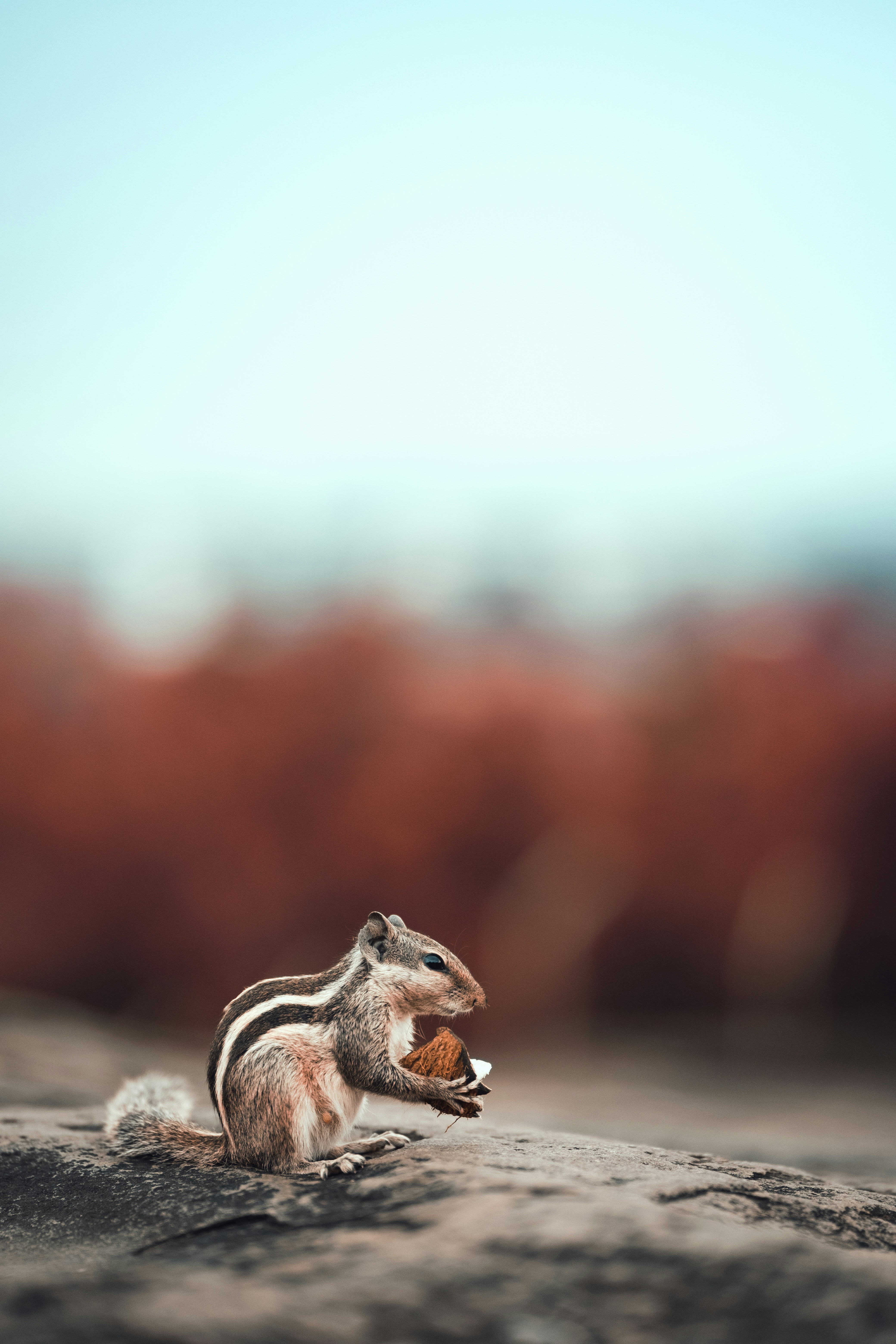 A Chipmunk's Delight: Nature's Snack Time