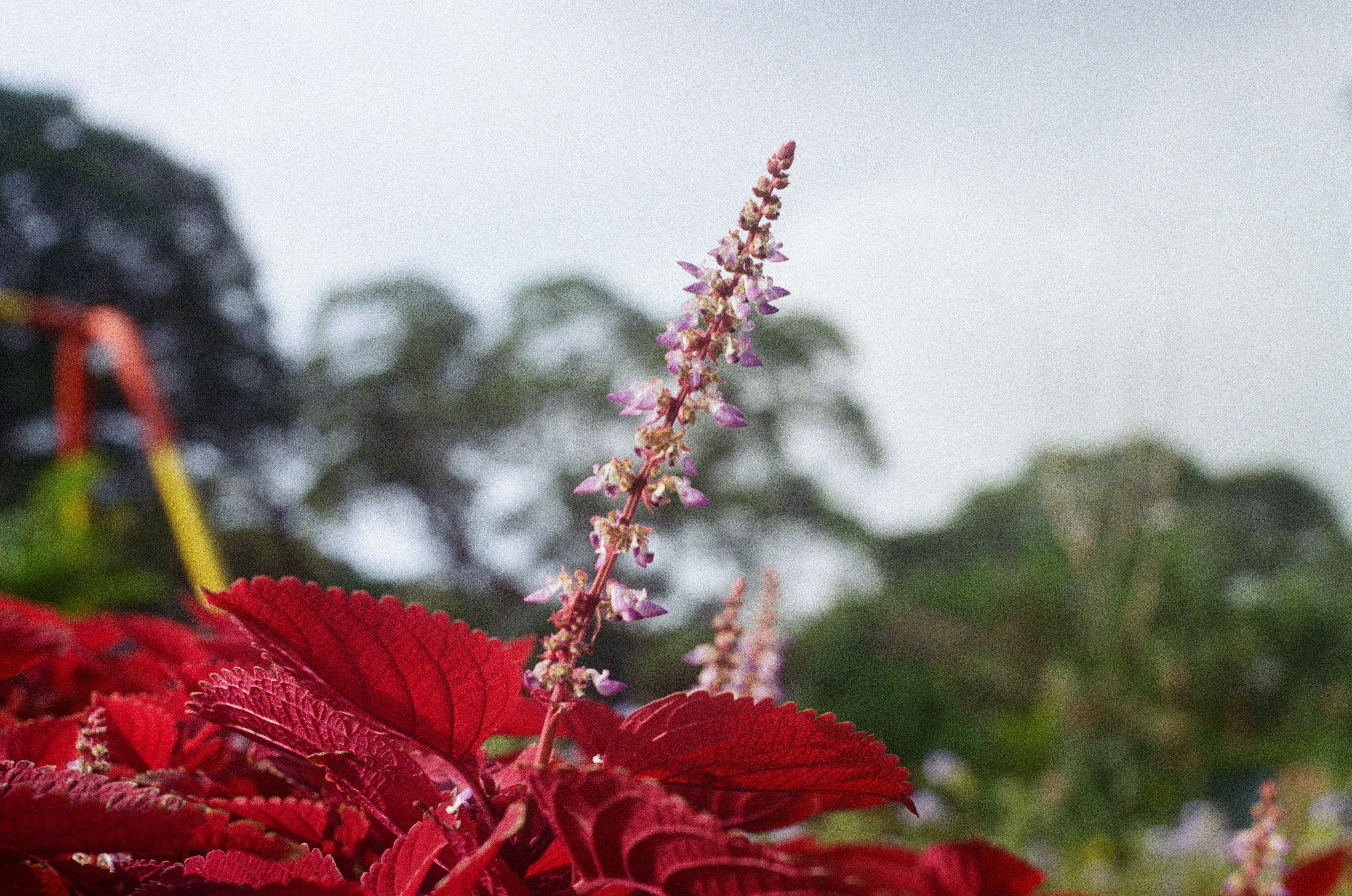 Gros plan d’une plante photo – Image gratuite de Nostalgique sur Unsplash