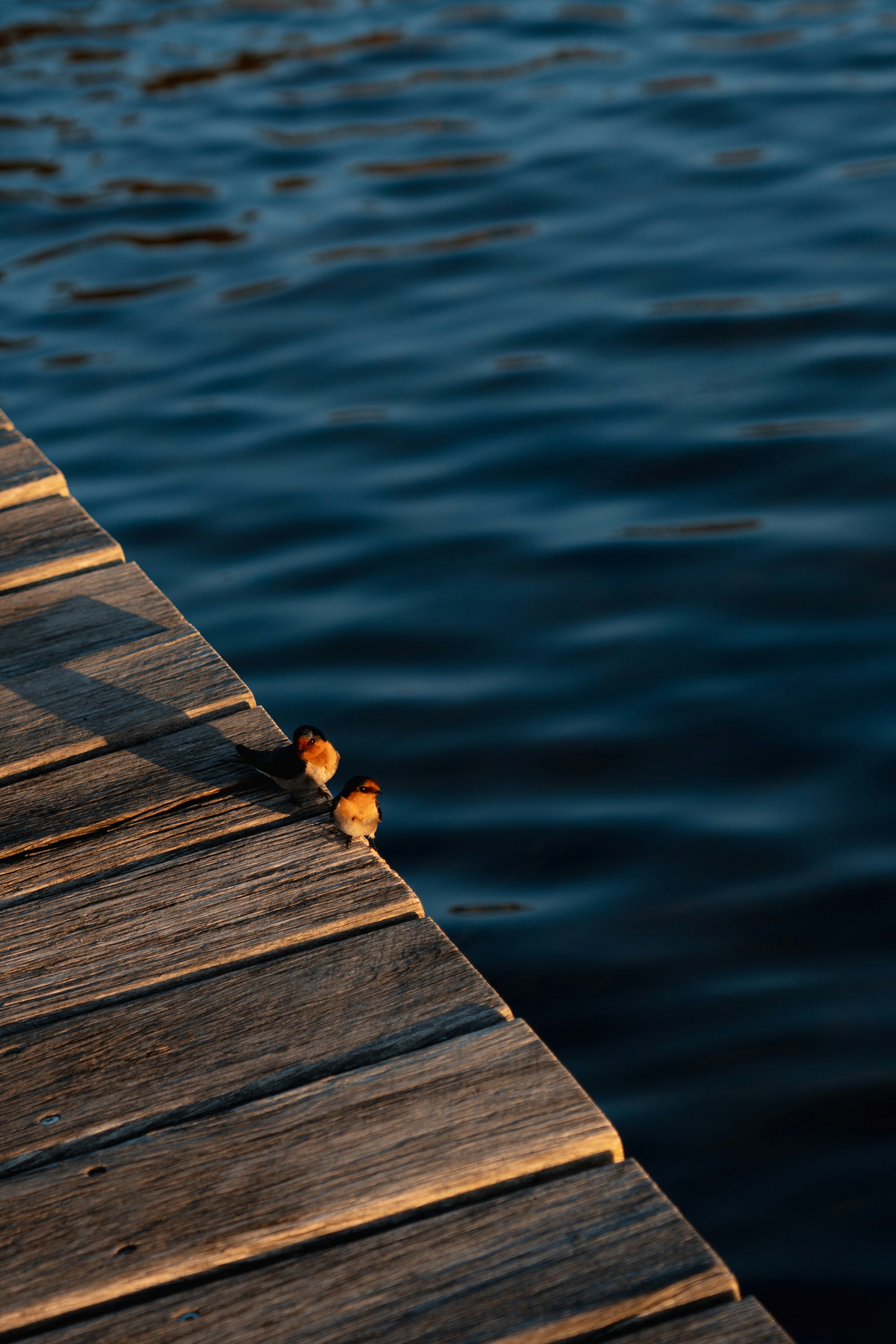 Two birds on a dock photo – Free Image on Unsplash