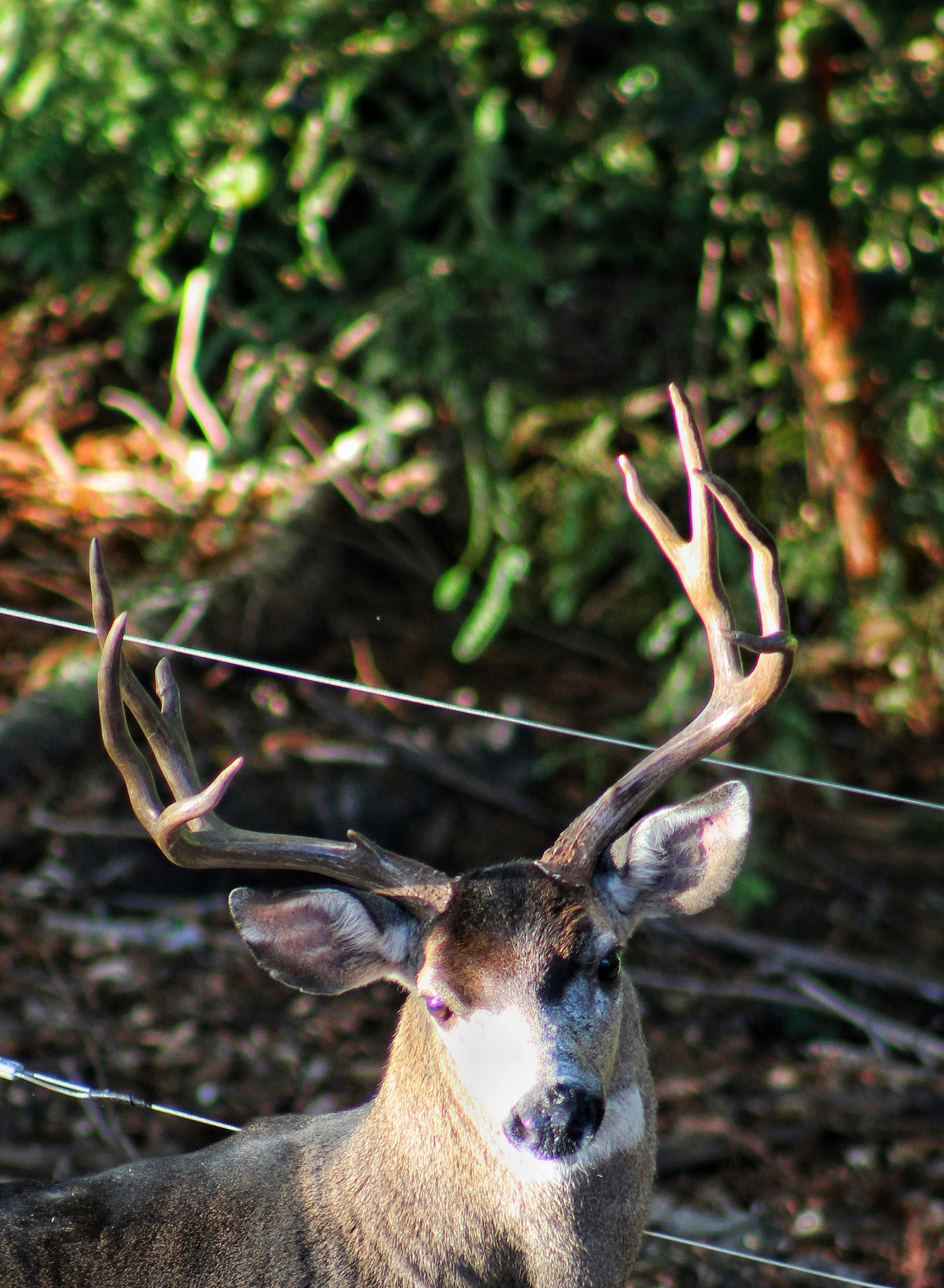 A deer with antlers photo – Free United states Image on Unsplash