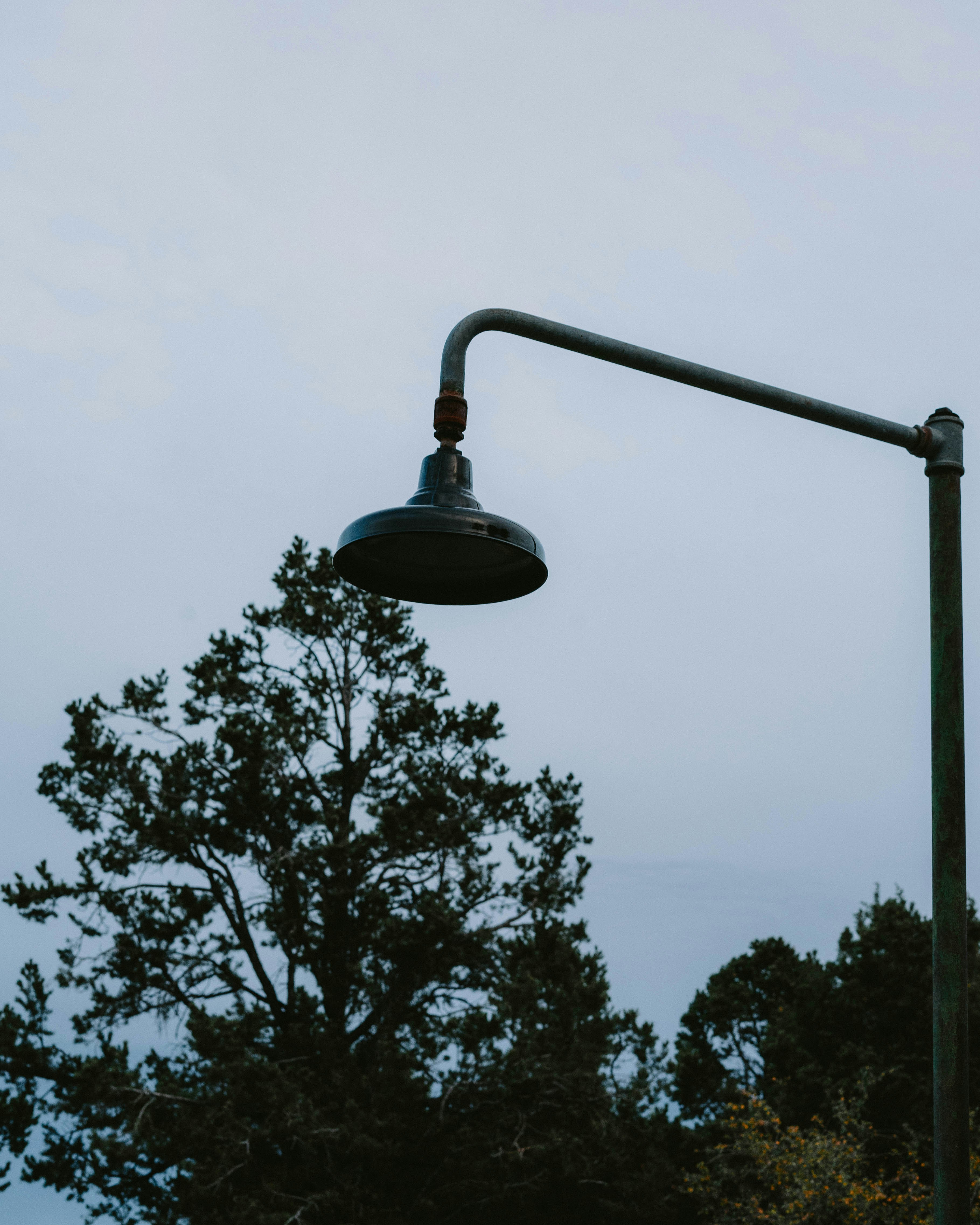 Overcast Verge: A Lone Streetlamp Framing the Pine Horizon