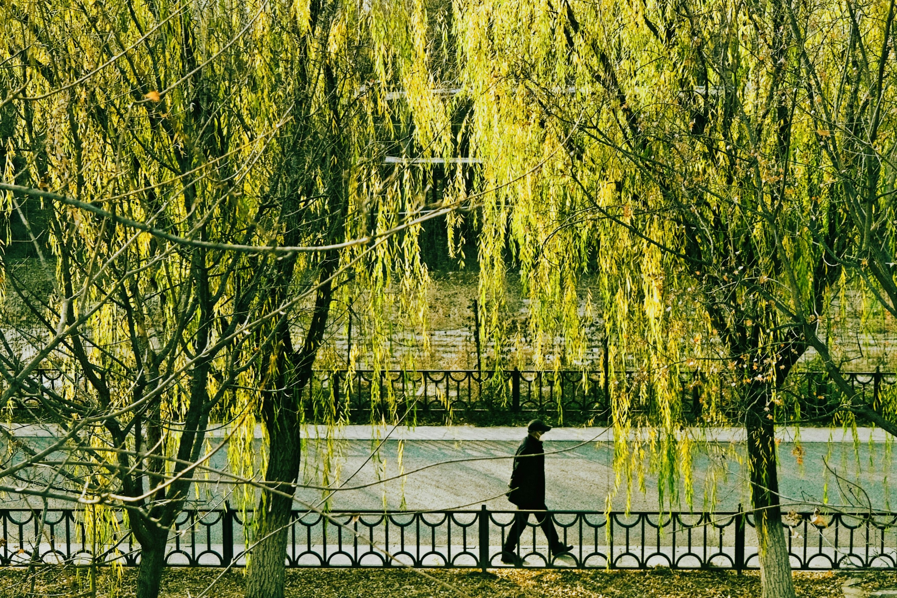a person walking on a path with trees on either side of it