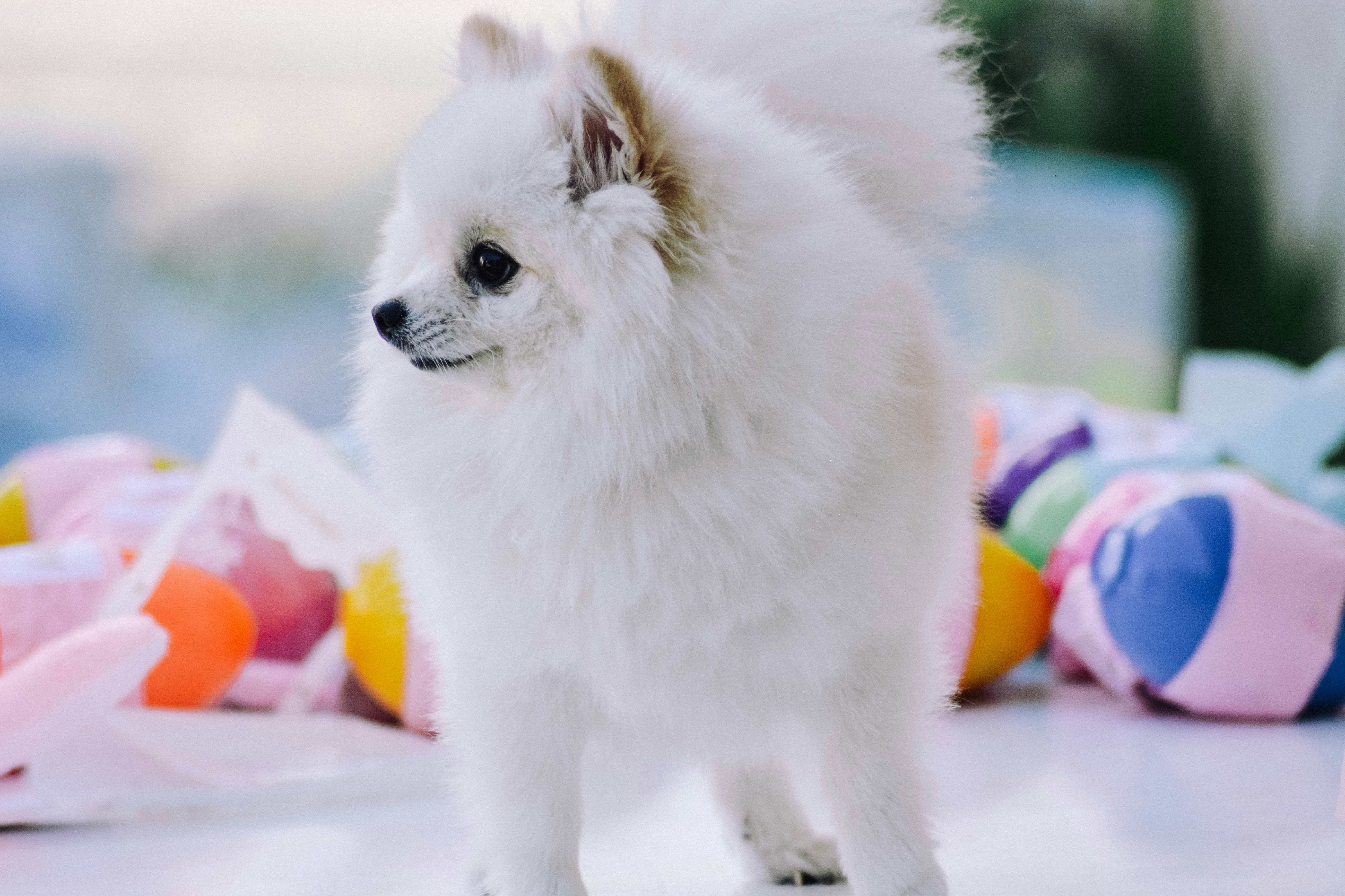 a white dog standing on a carpet